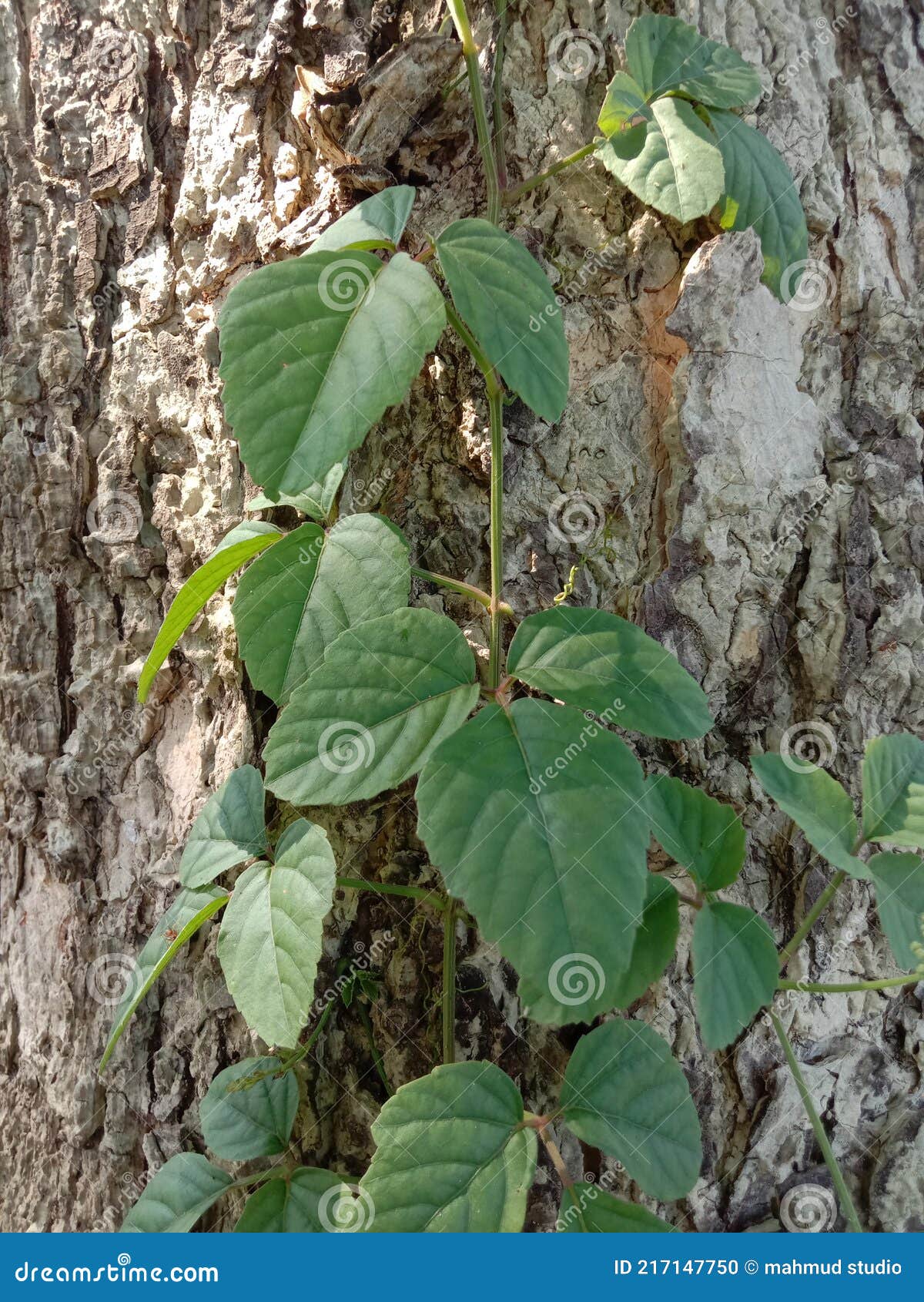 Concept of Leaves Vines on Old Trees. for Background, Flat Stock Photo ...