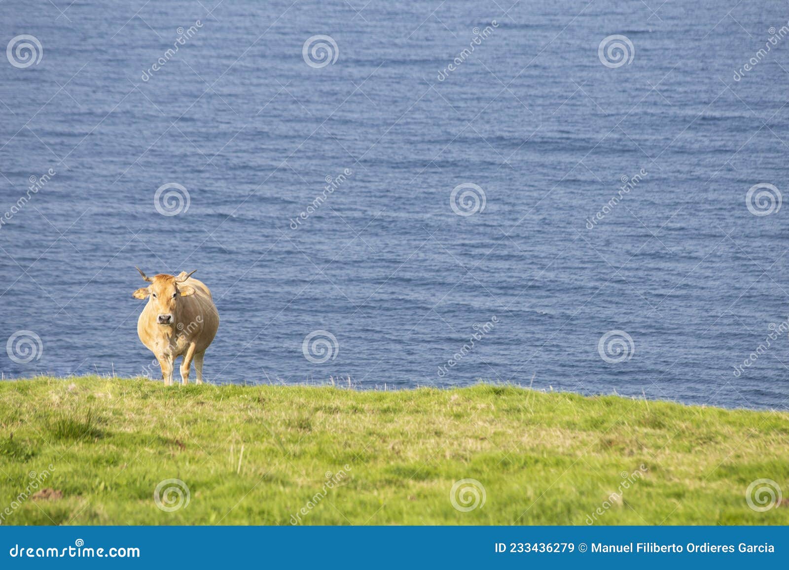 Concept of Loneliness and Isolation. Cow in the Field. Copy Space ...