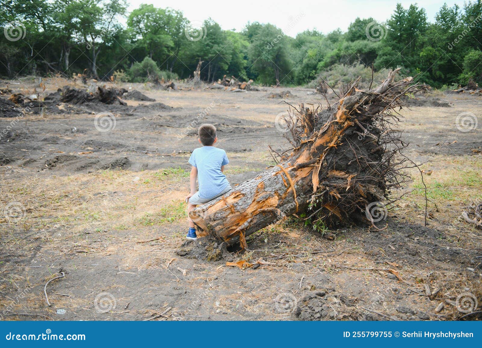 The Concept of Nature Protection. Deforestation. Stock Image - Image of ...