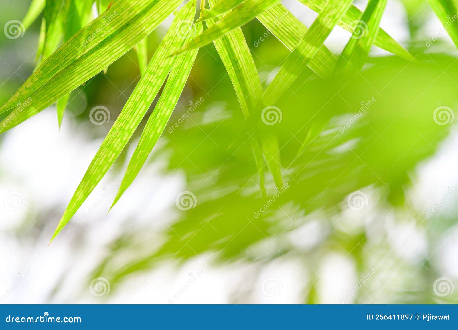 Concept Nature View of Green Foliage on Blurred Greenery Background ...