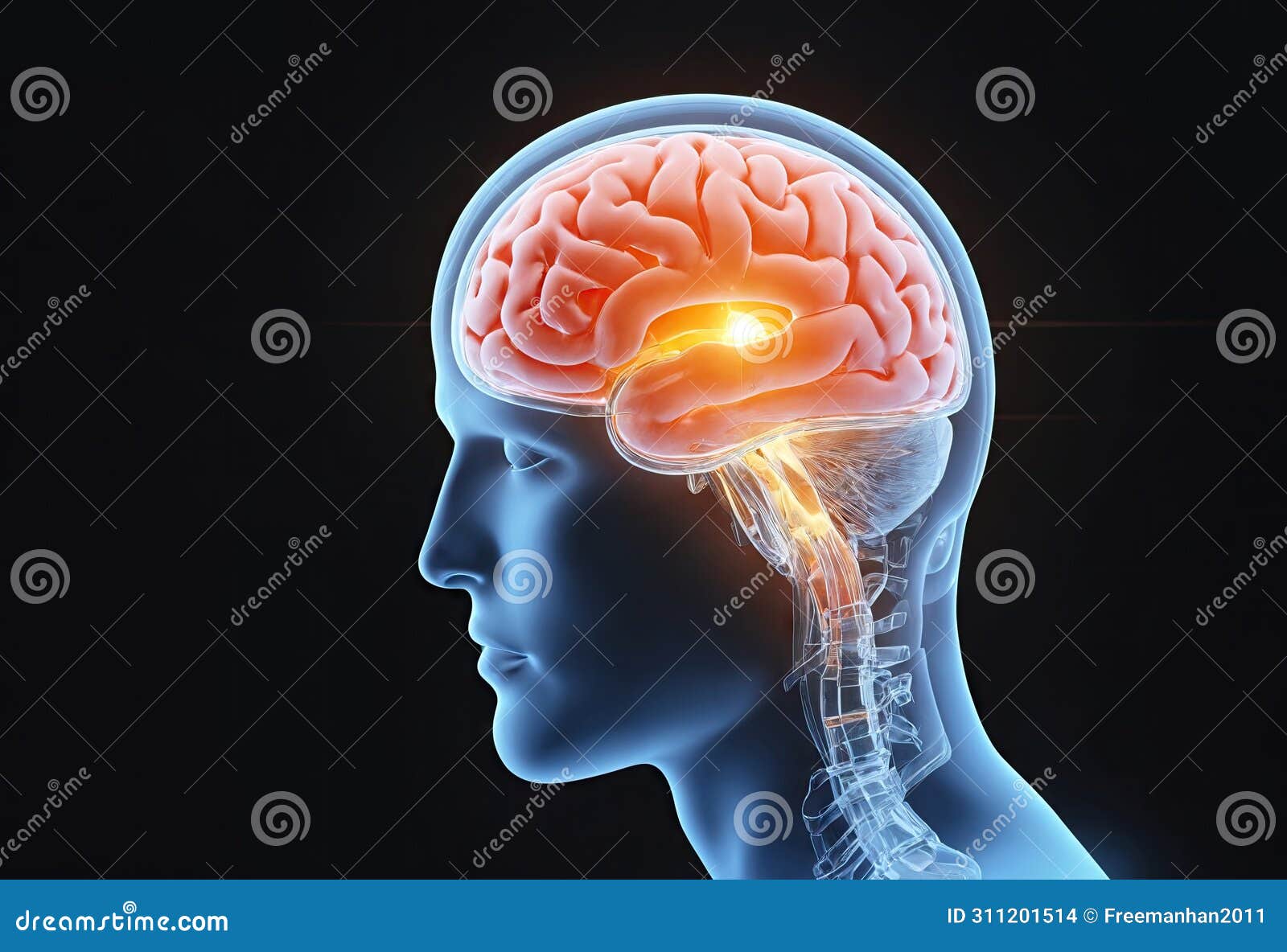 Concept of Nervous System of Human Brain. MRI Scan of Hemispheres of ...