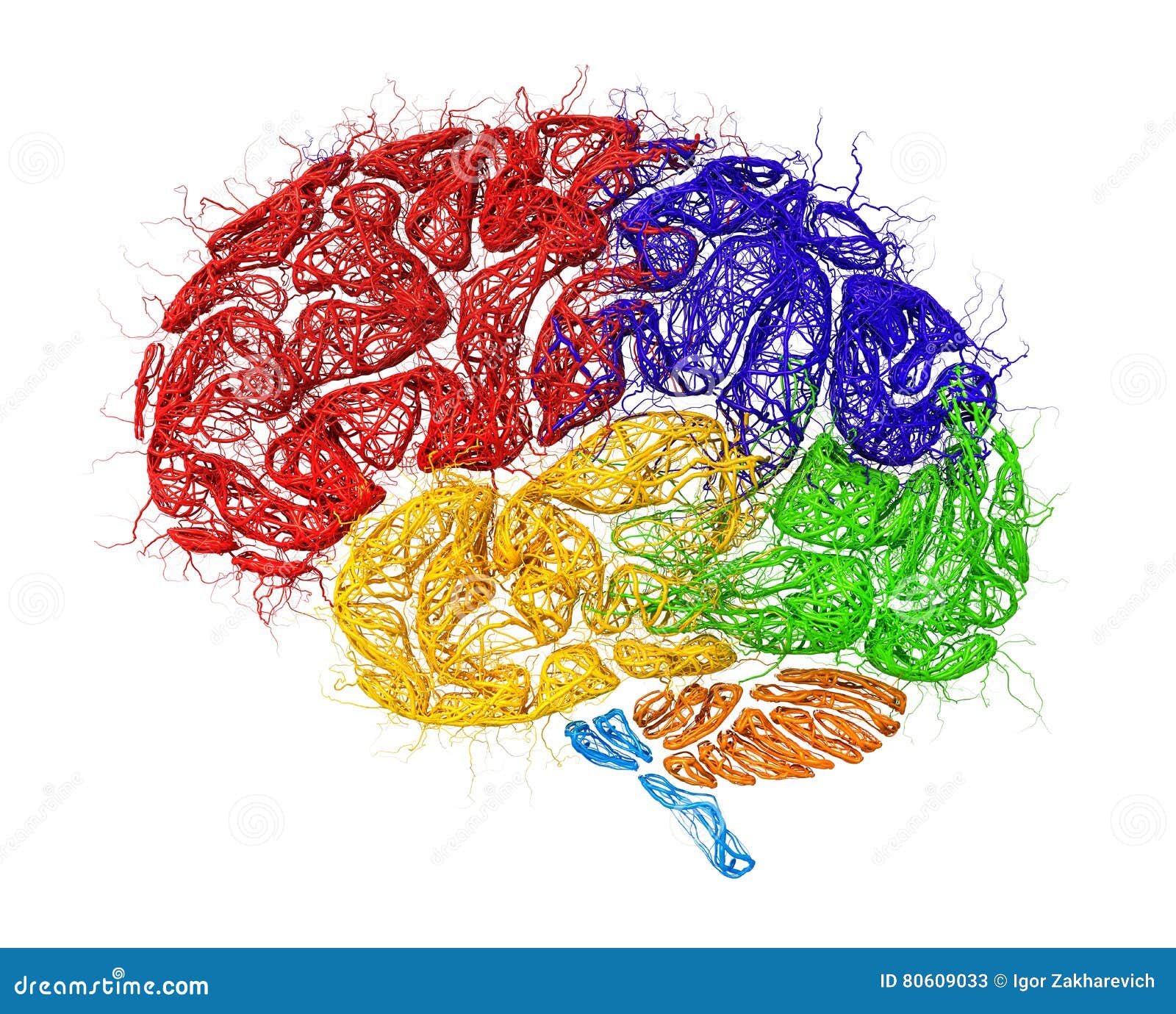 Brain Zones Scheme. Colorful Infographics Of Different Lobes In Line ...