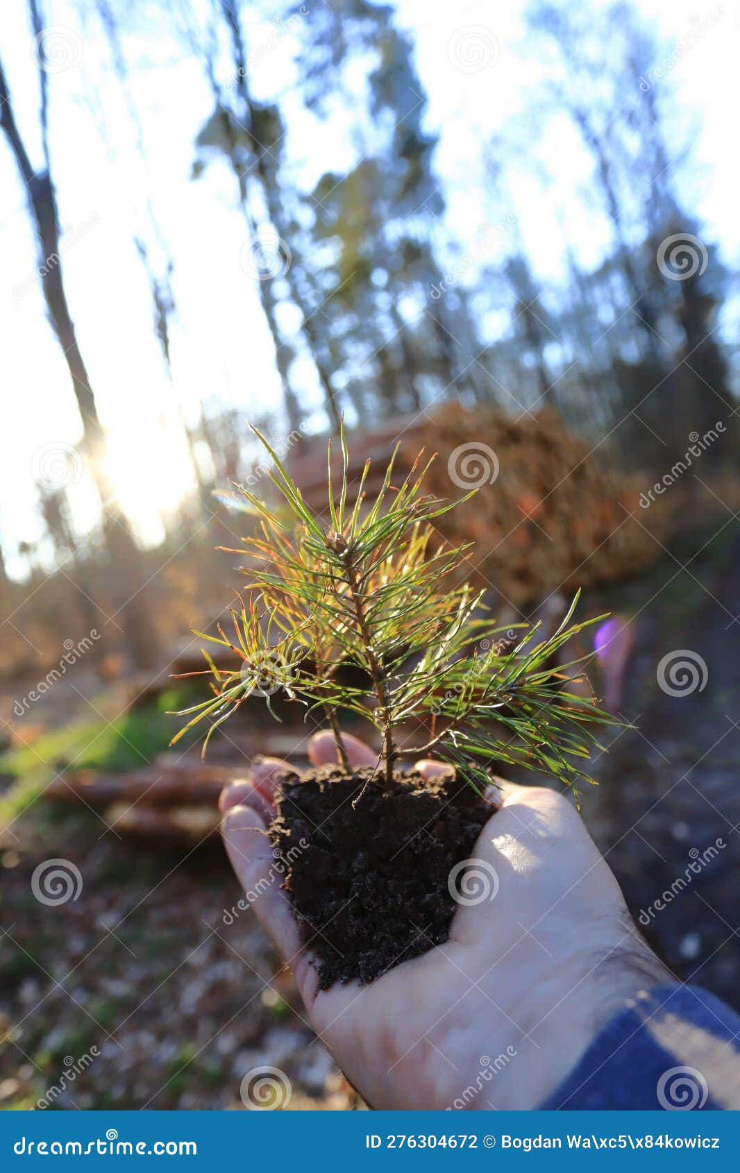 Young Pine Tree Seedling in Hand in the Rays of the Setting Sun Stock ...