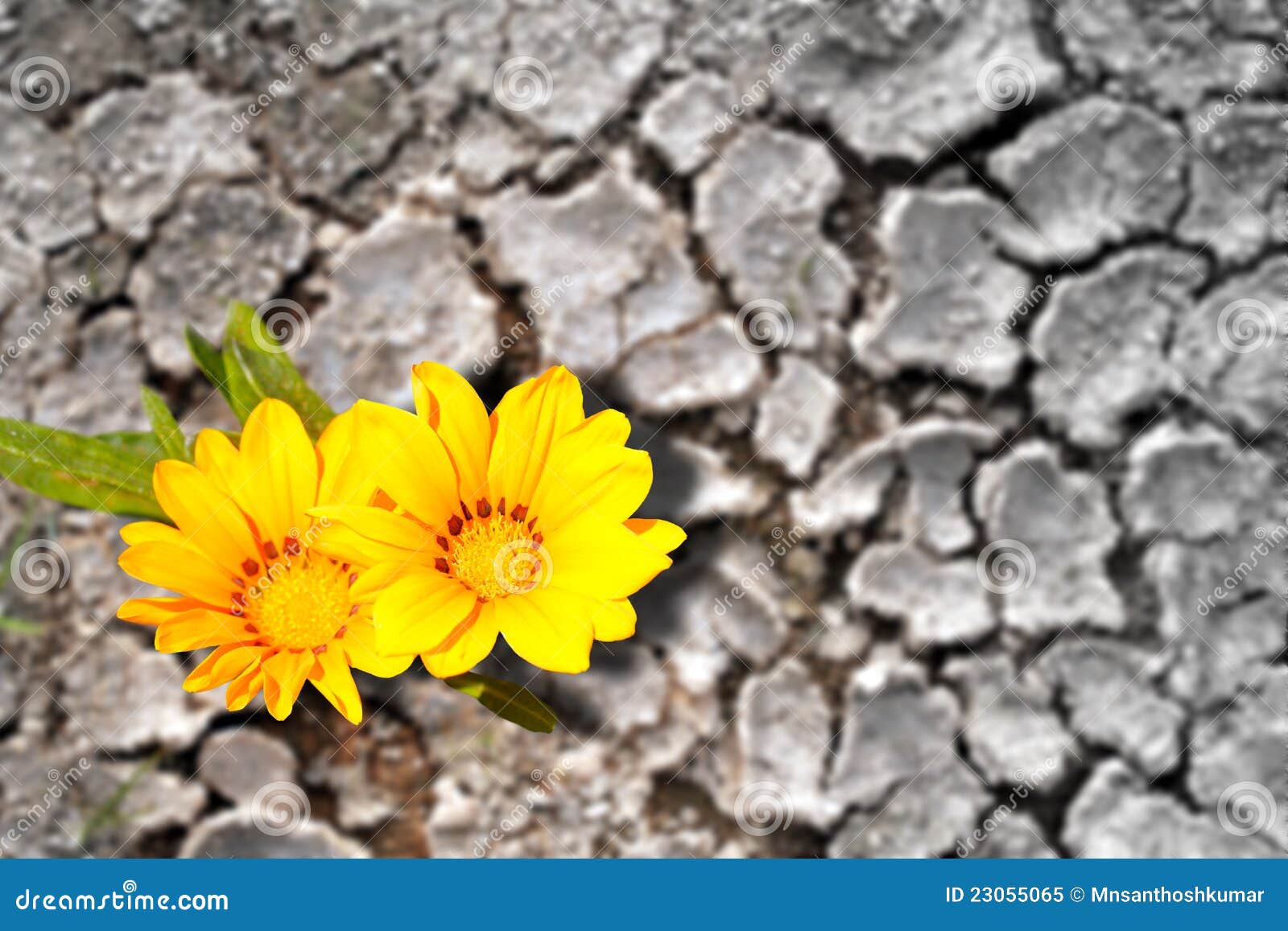 Concept of Persistence. Flowers in Arid Land Stock Image - Image of ...