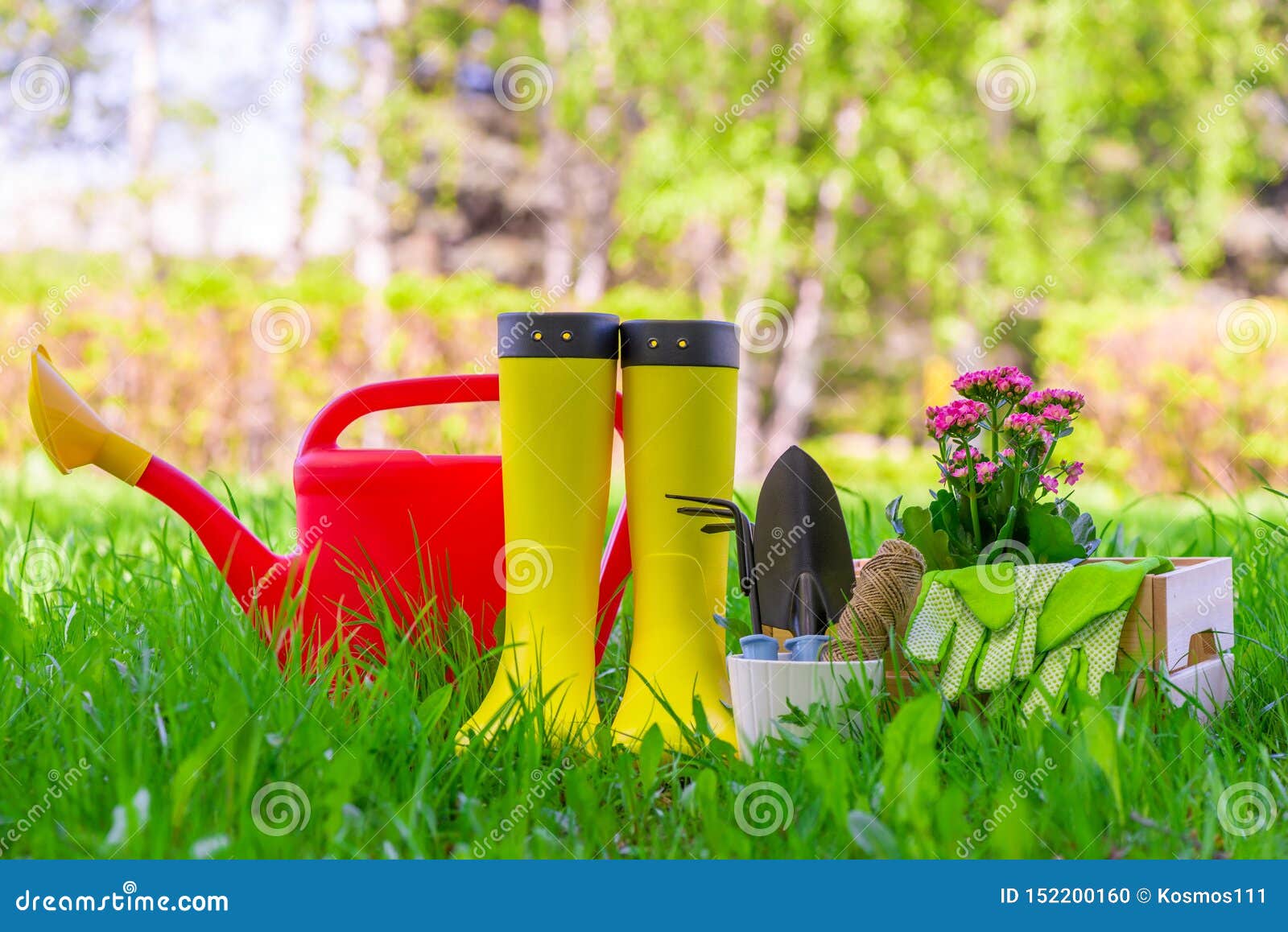 Concept Photo Spring Seedlings in the Backyard Planting Facilities for ...