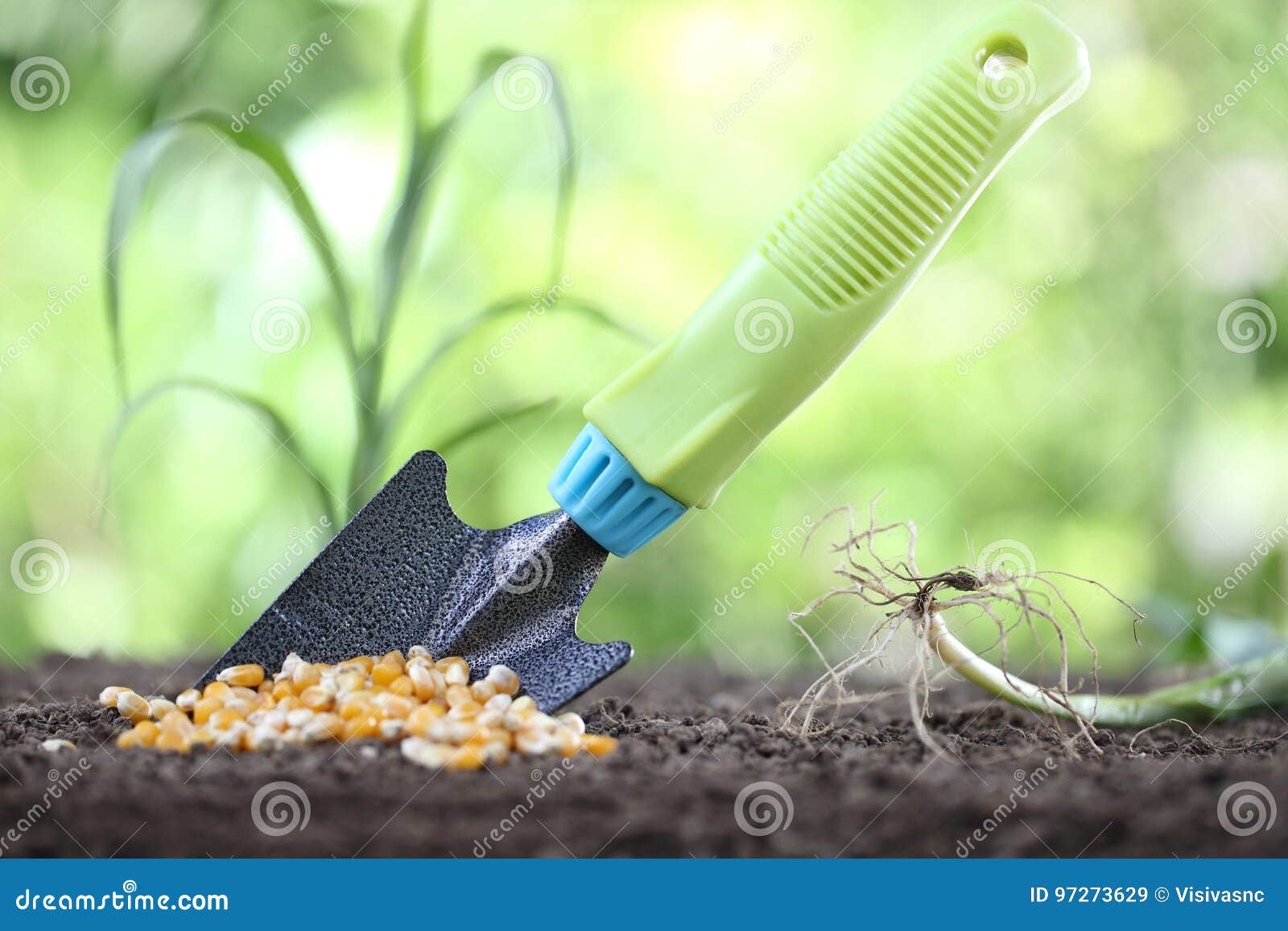 Concept Of Seeding, Corn Seeds And Garden Tool On Soil Royalty-Free ...