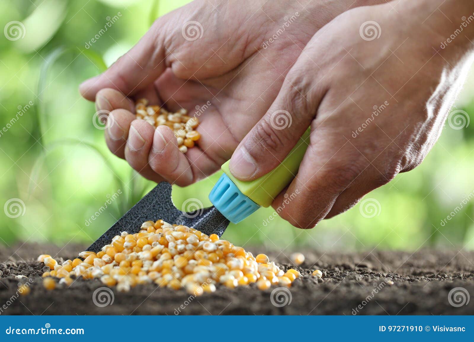Concept Of Seeding, Corn Seeds And Garden Tool On Soil Royalty-Free ...