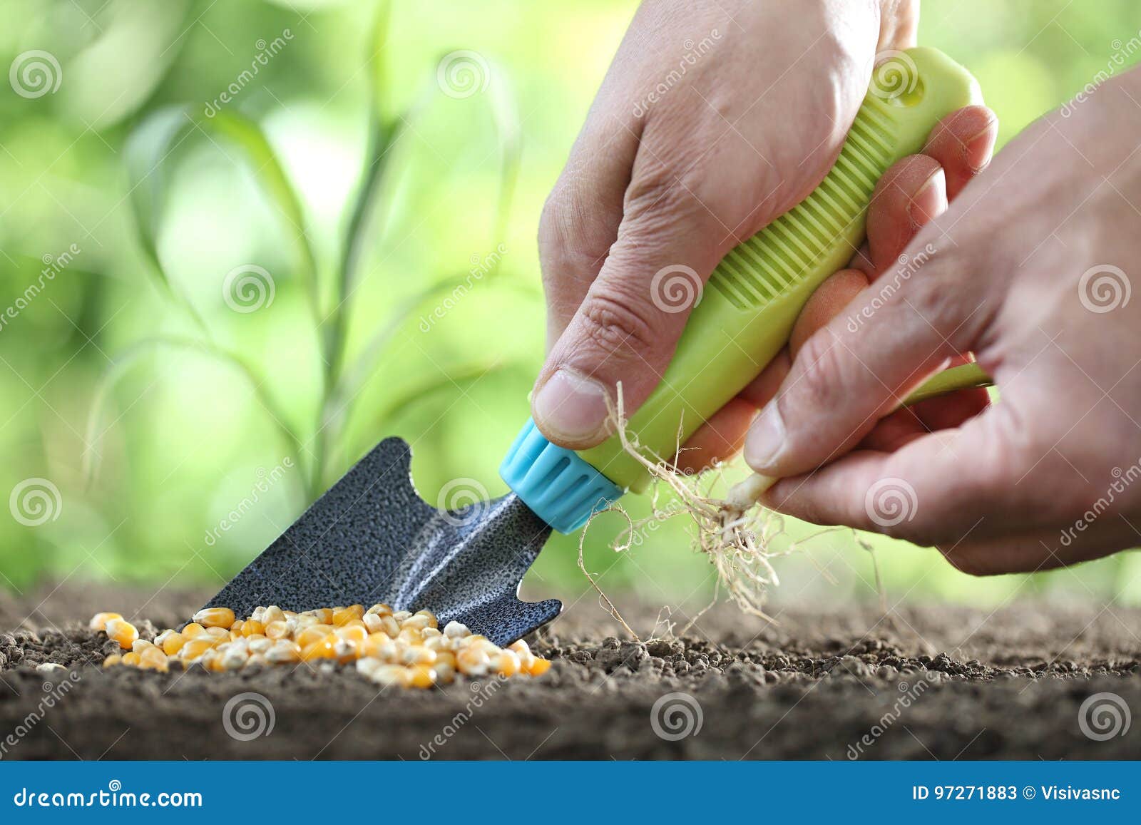 Concept of Seeding, Hands with Tool and Seedling, Corn Seeds on Stock ...