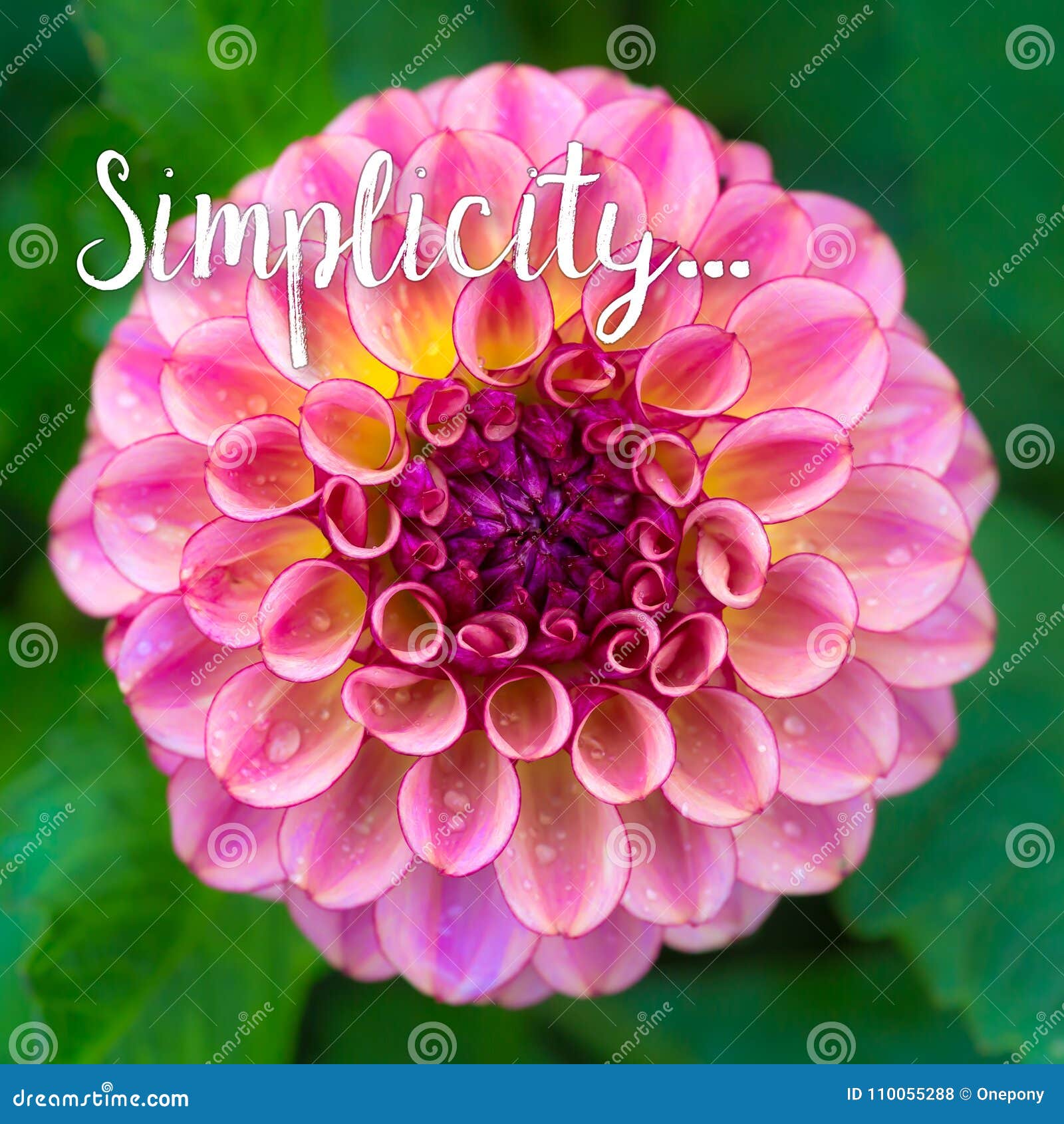 Simplicity Concept with Dahlia Stock Photo - Image of blossom, inspire ...