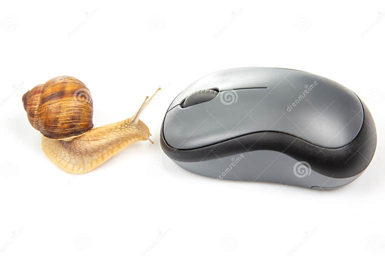 The Concept of Slow Internet and Working with a Computer. Snail on the ...