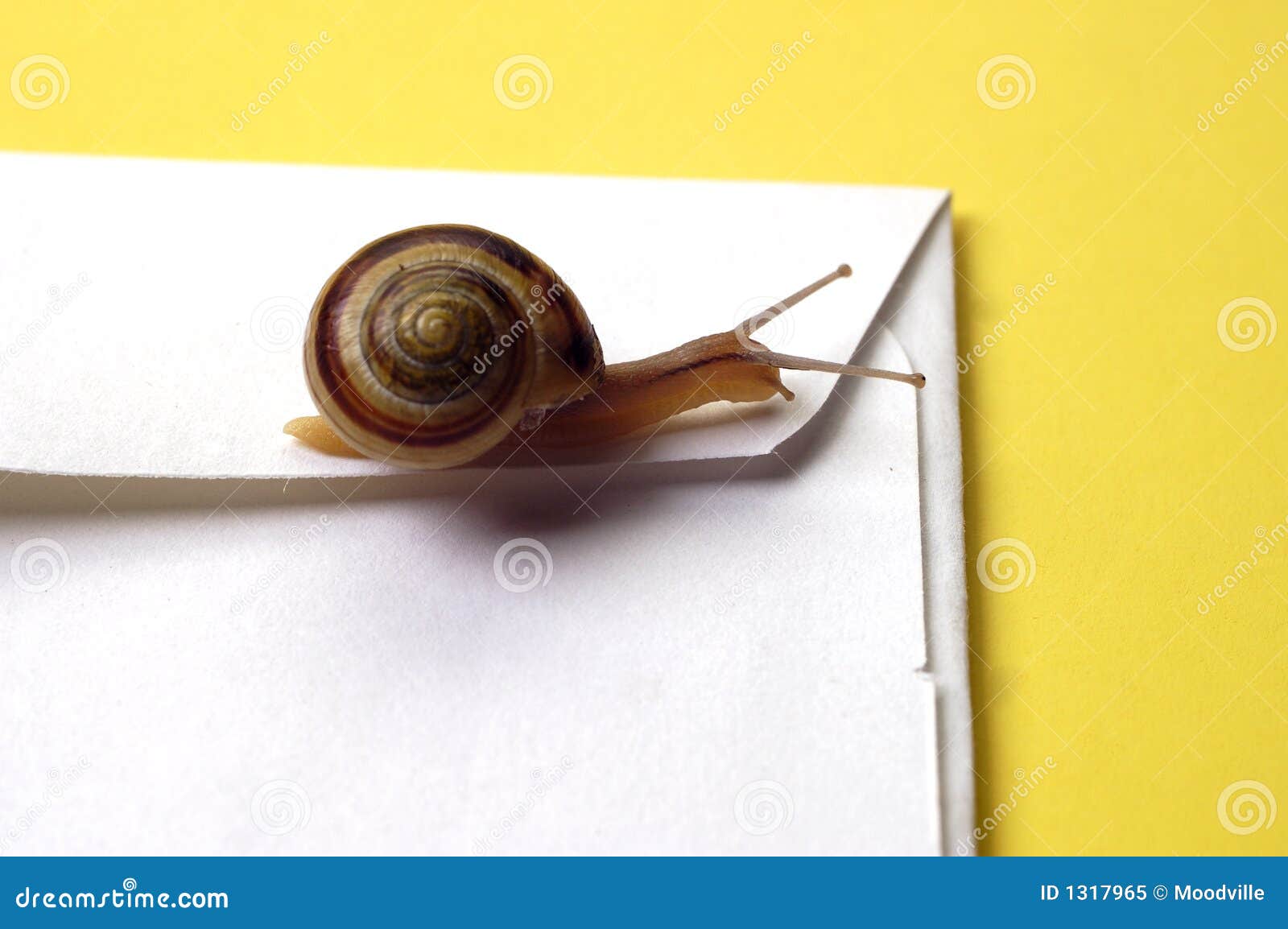 Concept - Snail Mail stock image. Image of pest, sluggish - 1317965