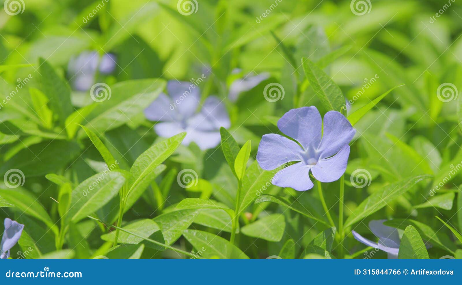 Concept Springtime. Vinca Minor or Common Names Lesser Periwinkle or ...
