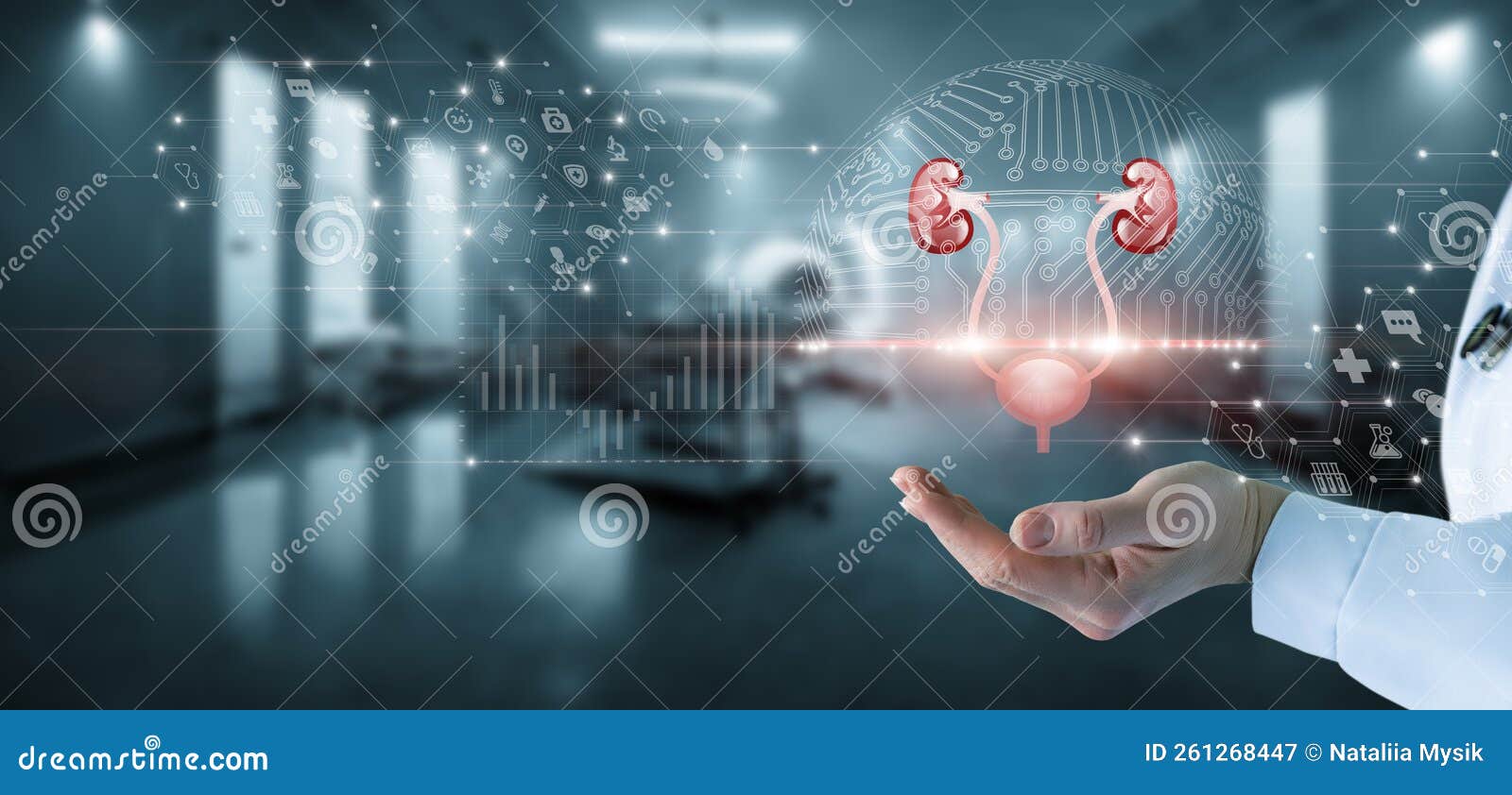 Concept of the Study of the Genitourinary System Stock Image - Image of ...