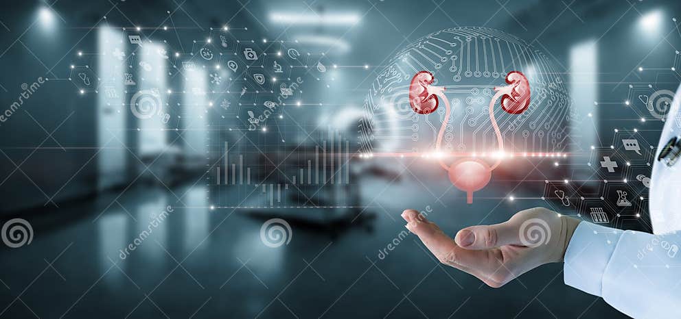 Concept of the Study of the Genitourinary System Stock Image - Image of ...