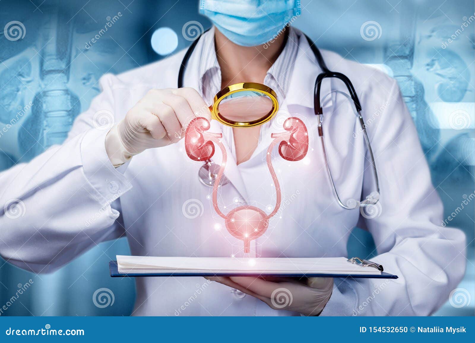 The Concept Study of the Urinary System of the Body Stock Photo - Image ...