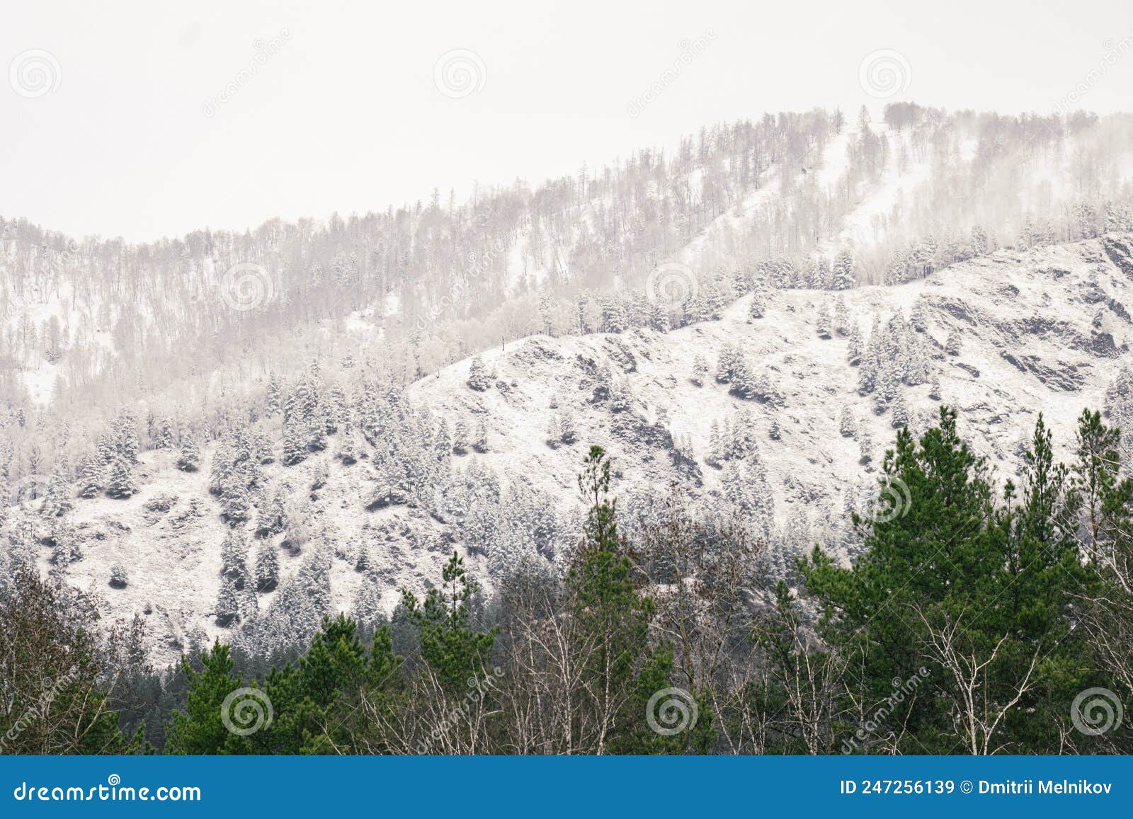 Concept of Temperature Difference in the Mountains. Green Christmas ...
