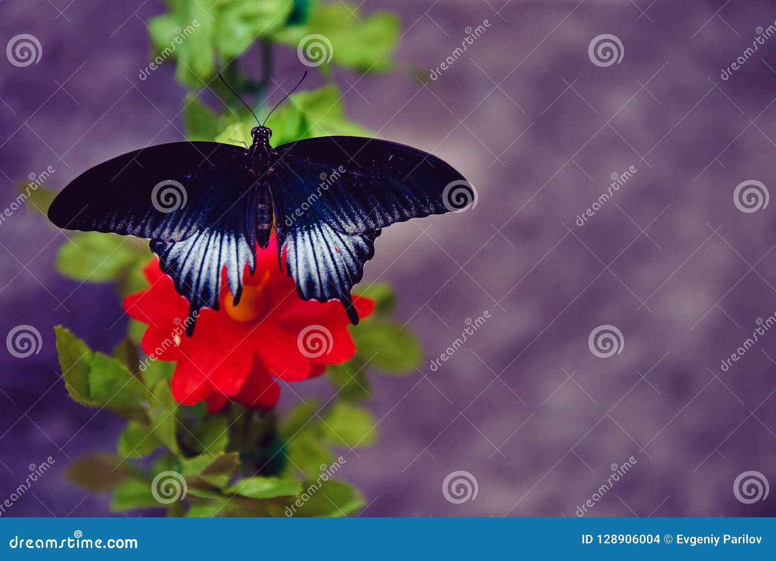 Concept Transformation Butterfly Stock Photo - Image of good, harmony ...
