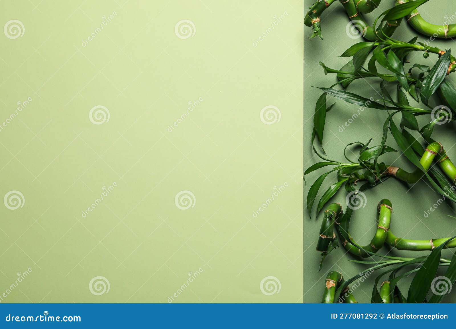 Concept of Tropical and Summer Plant - Bamboo Stock Photo - Image of ...