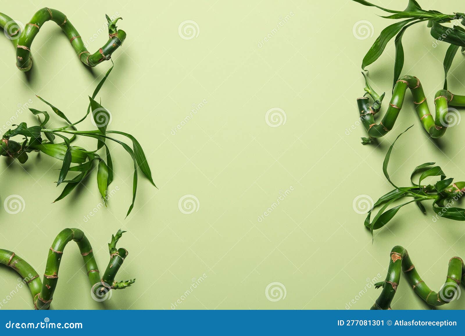 Concept of Tropical and Summer Plant - Bamboo Stock Image - Image of ...
