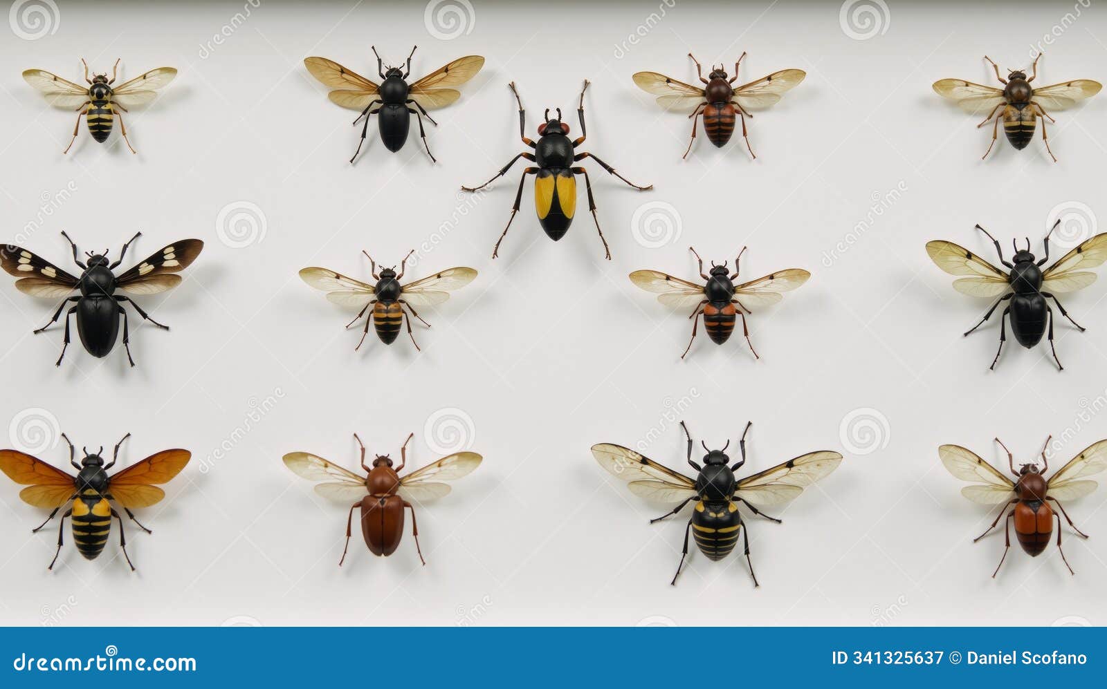 A Visual Guide for Identifying Various Insect Species Based on Physical ...