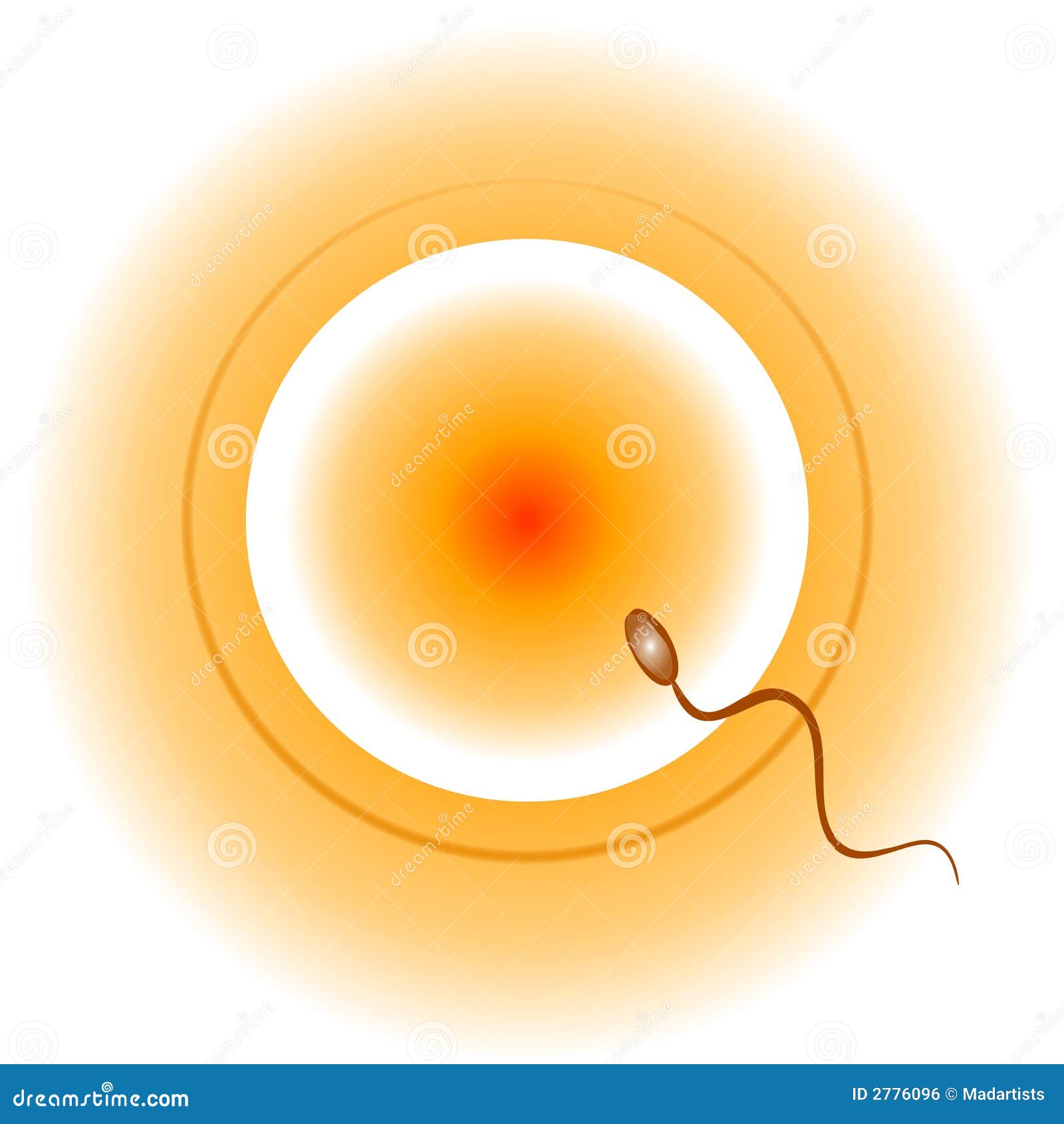 Conception Egg Sperm And Sex Stock Illustration Illustration Of