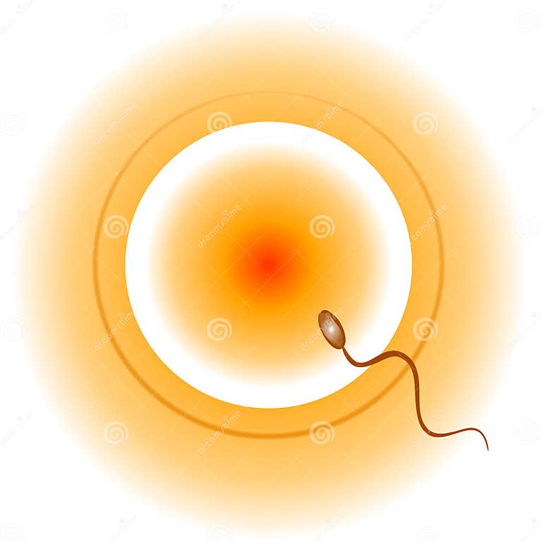 Conception Egg Sperm and Sex Stock Illustration - Illustration of ...