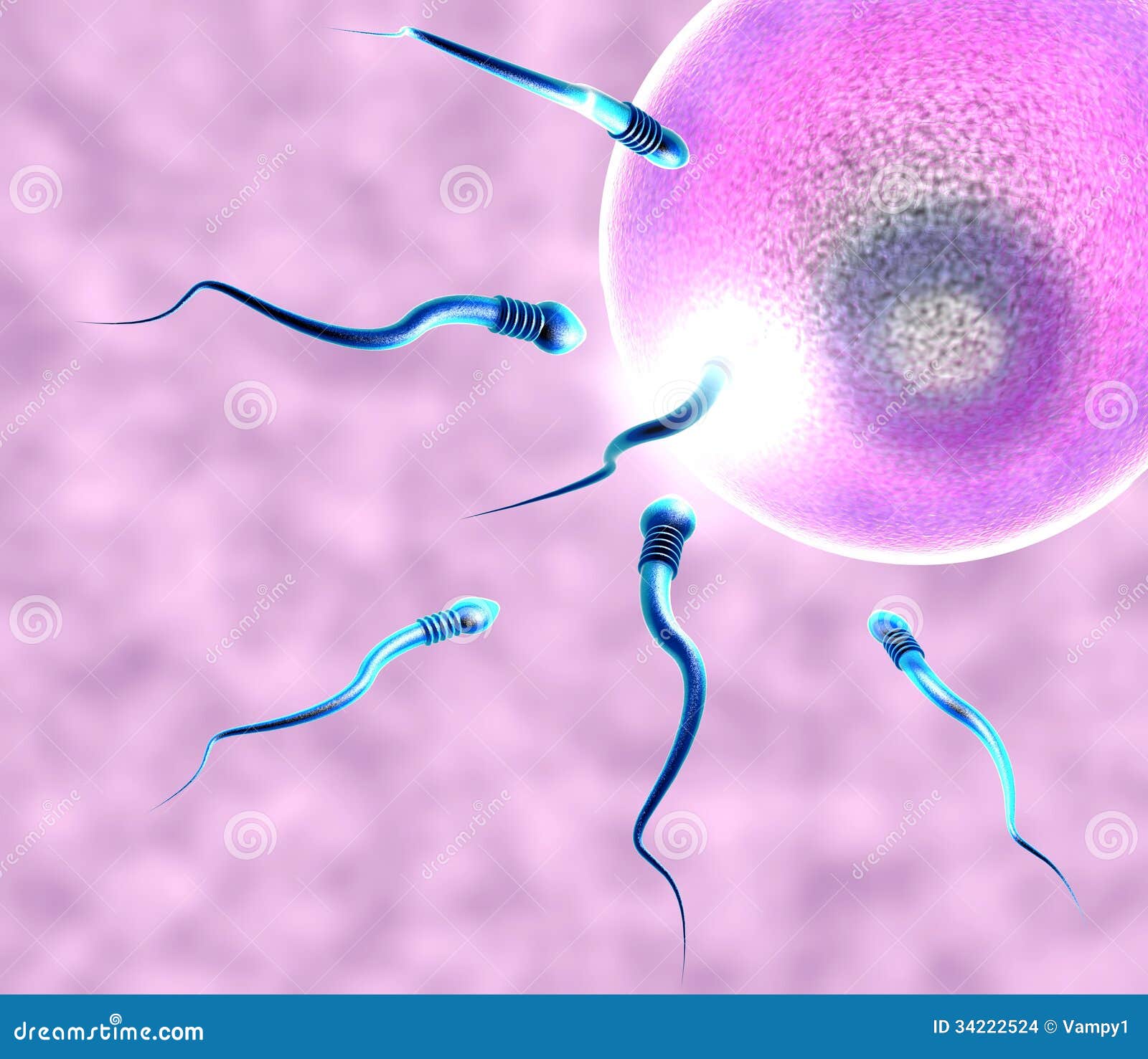 Conception ovule and sperm stock illustration. Illustration of cycle ...