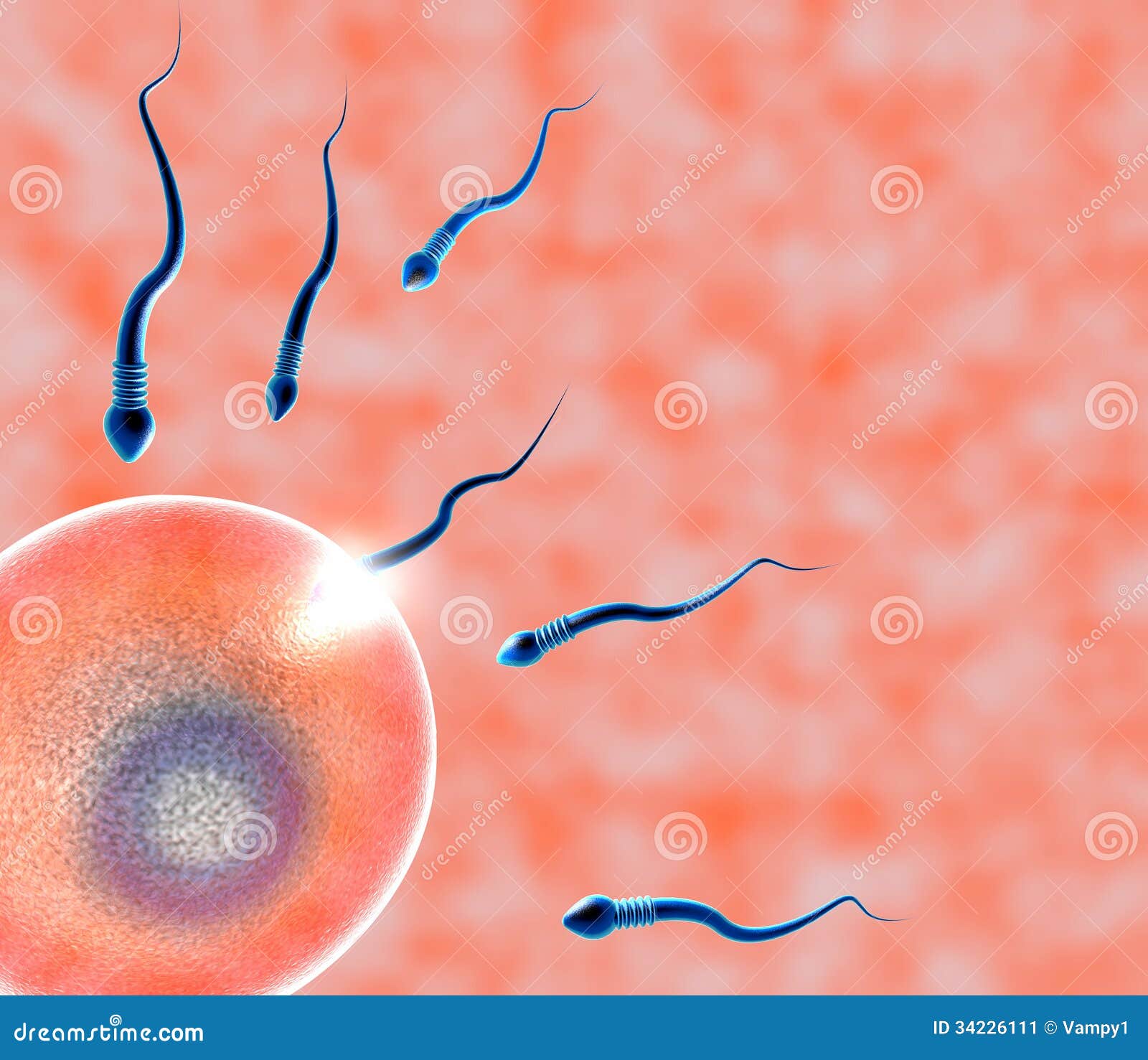 Conception ovule and sperm stock illustration. Illustration of fetus ...