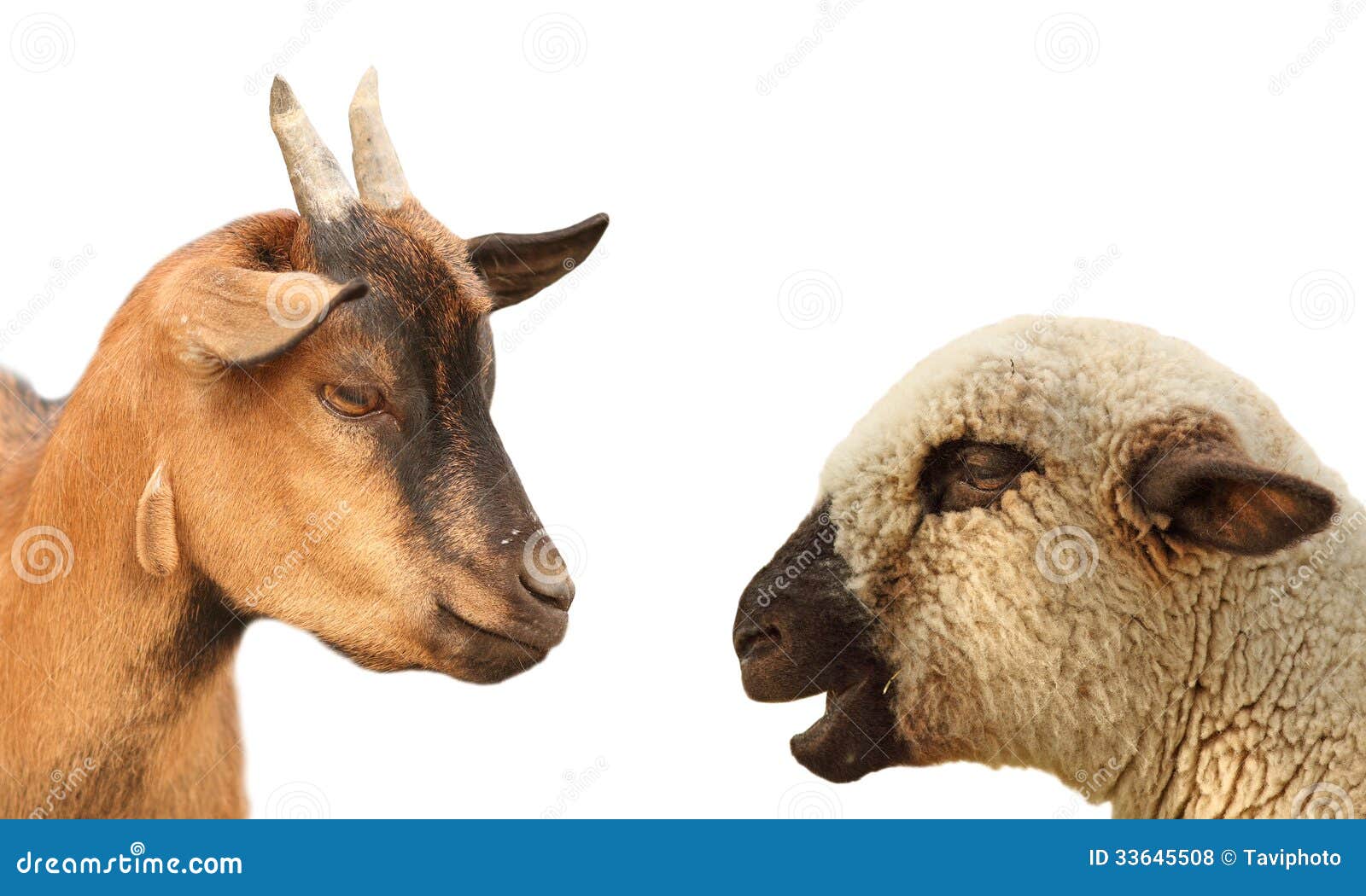 Concepto Con La Discusión De Los Animales Foto de archivo - Imagen de ...