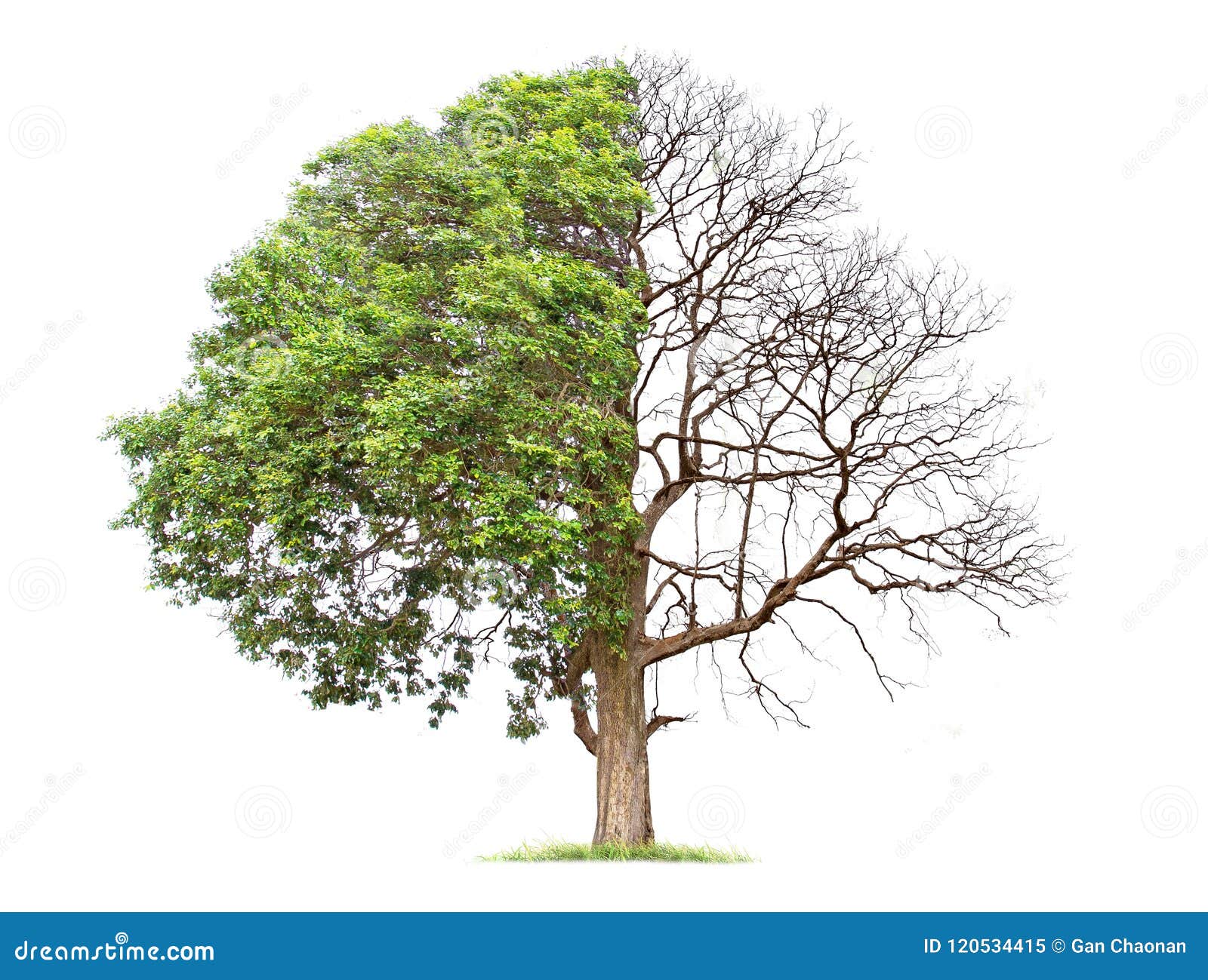 Concepto De Duplicidad Árbol Muerto En Un árbol Lateral Y Vivo En El ... Concepto De Duplicidad Árbol Muerto En Un árbol Lateral Y Vivo En El ...