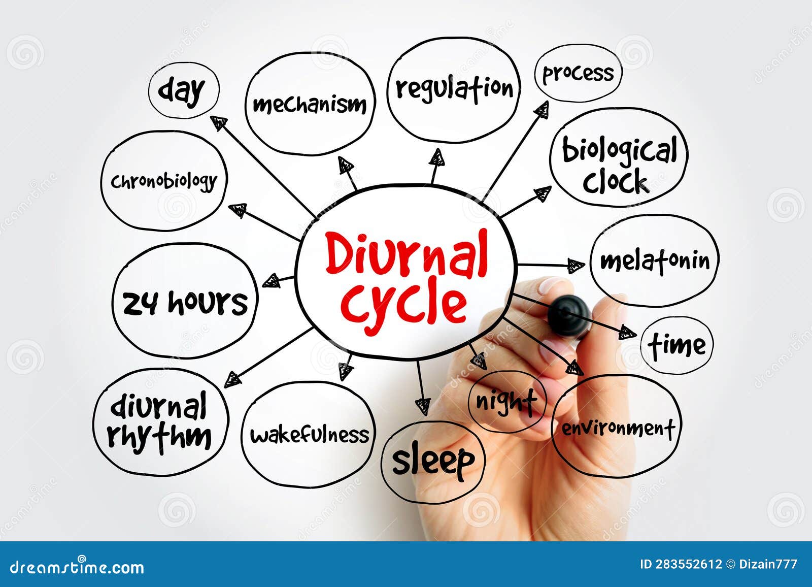 Concepto De Mapa De Mente Del Ciclo Diurno Para Presentaciones E ...
