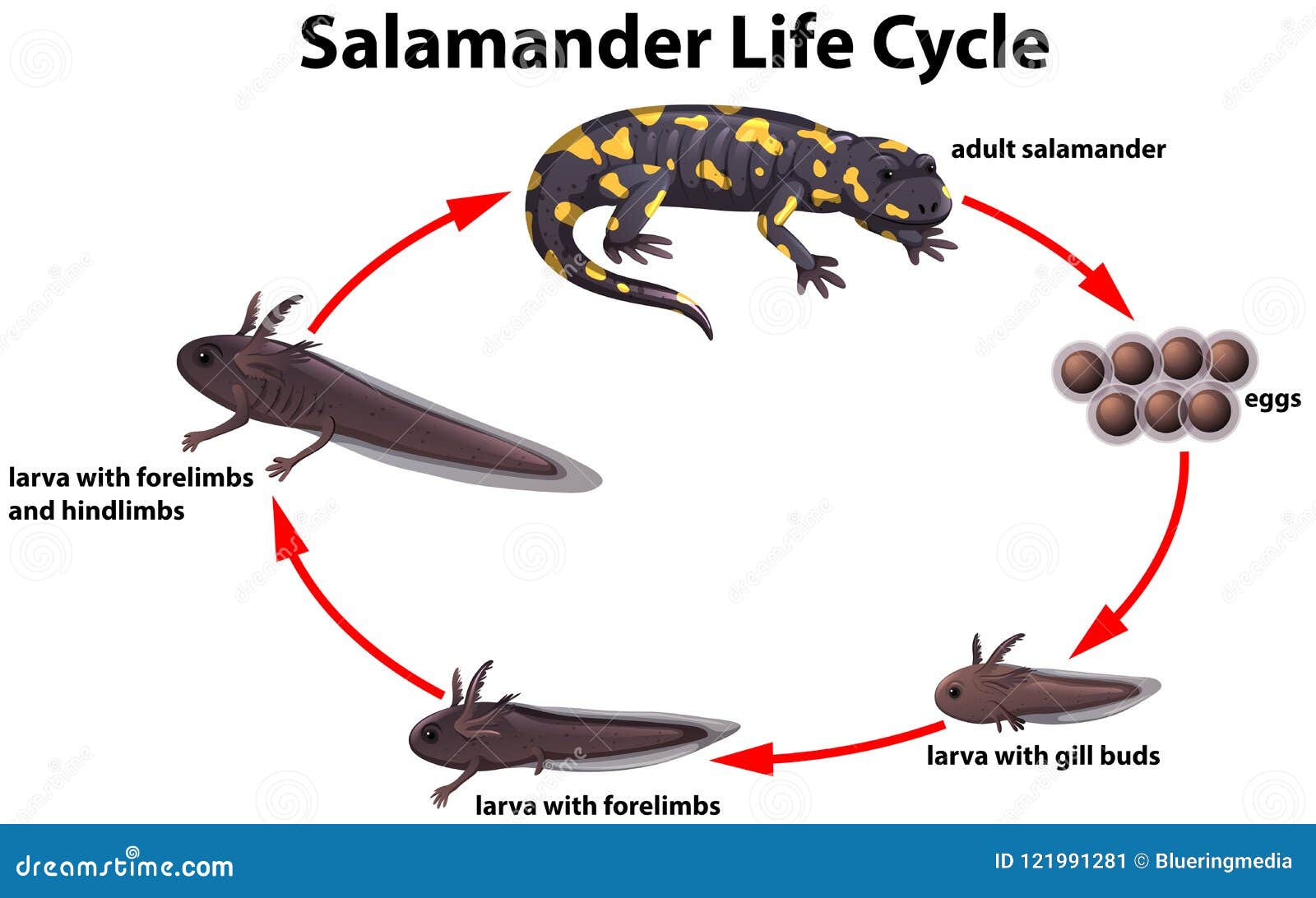 Concepto Del Ciclo De Vida De La Salamandra Ilustración del Vector ...