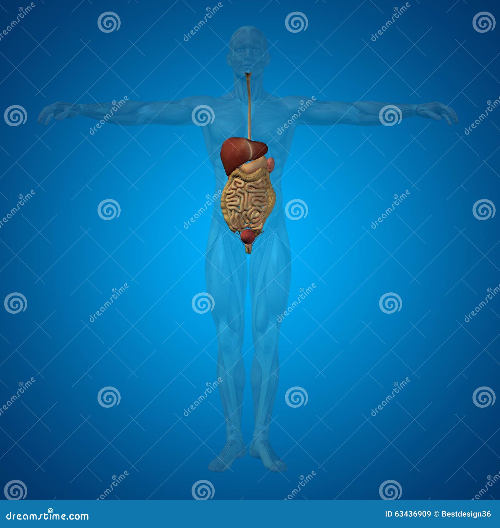 Conceptual Anatomical Human or Man 3D Digestive System Stock ...