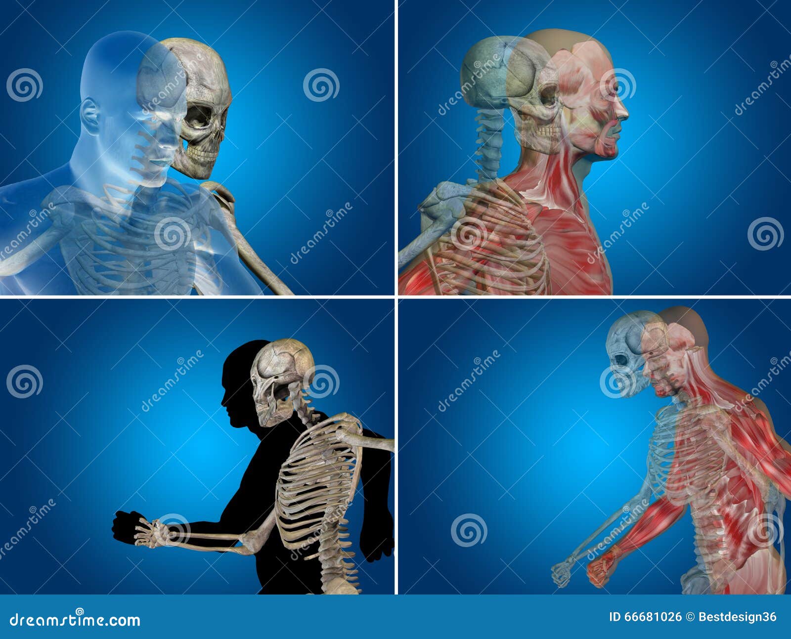 Conceptual Anatomy Human Body Stock Illustration - Illustration of ...