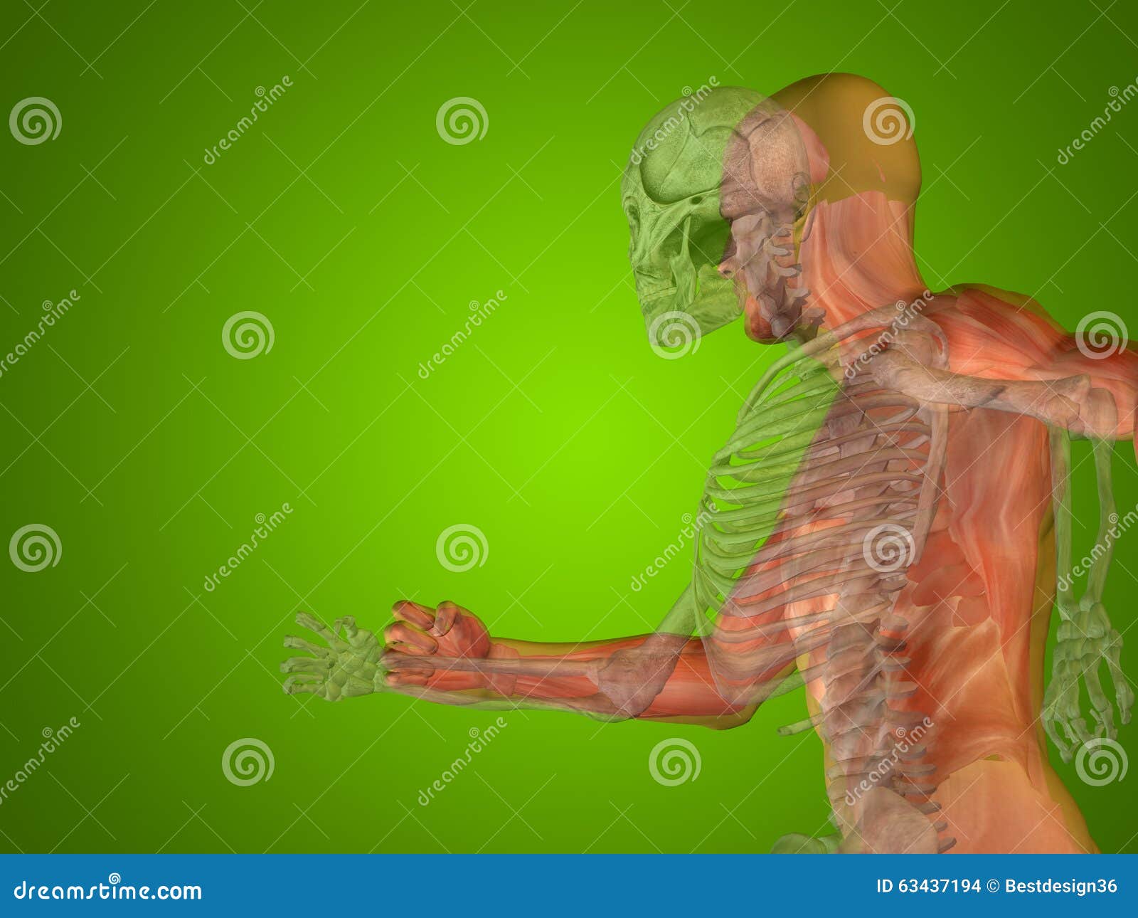 Conceptual Anatomy Human Body on Green Stock Illustration ...