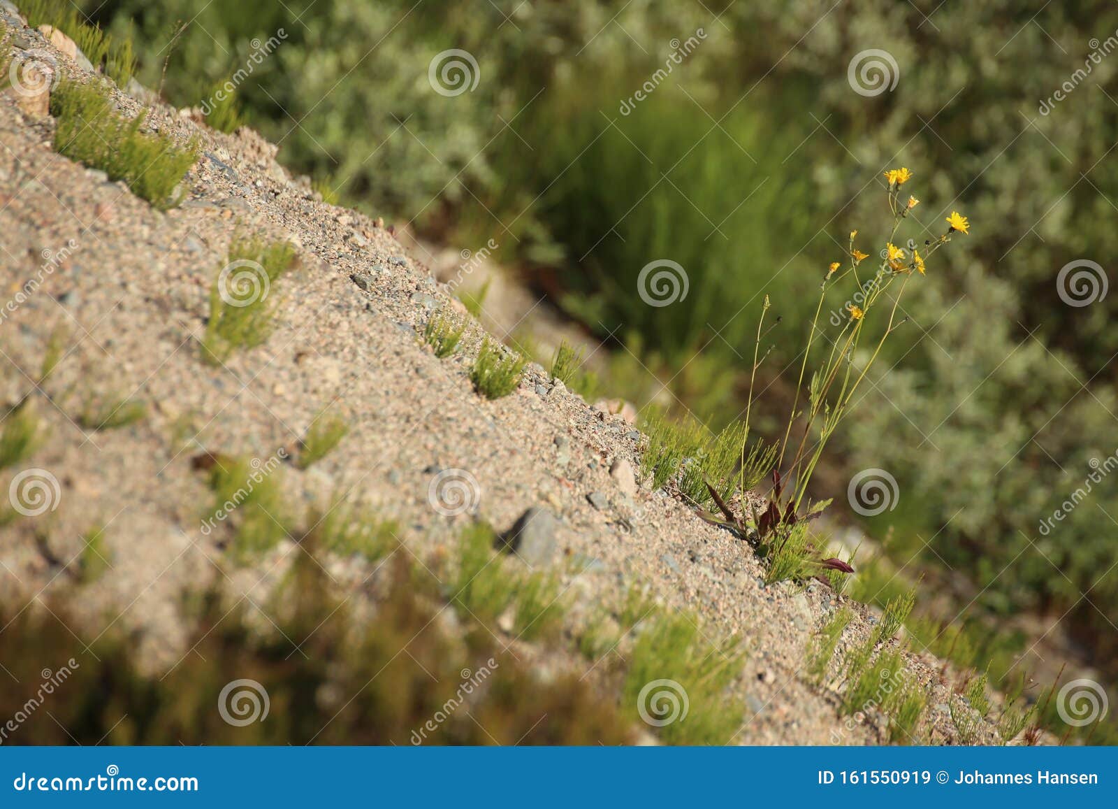 Conceptual Diagonal Shot of Hieracium Maculatum, the Spotted Hawkweed ...