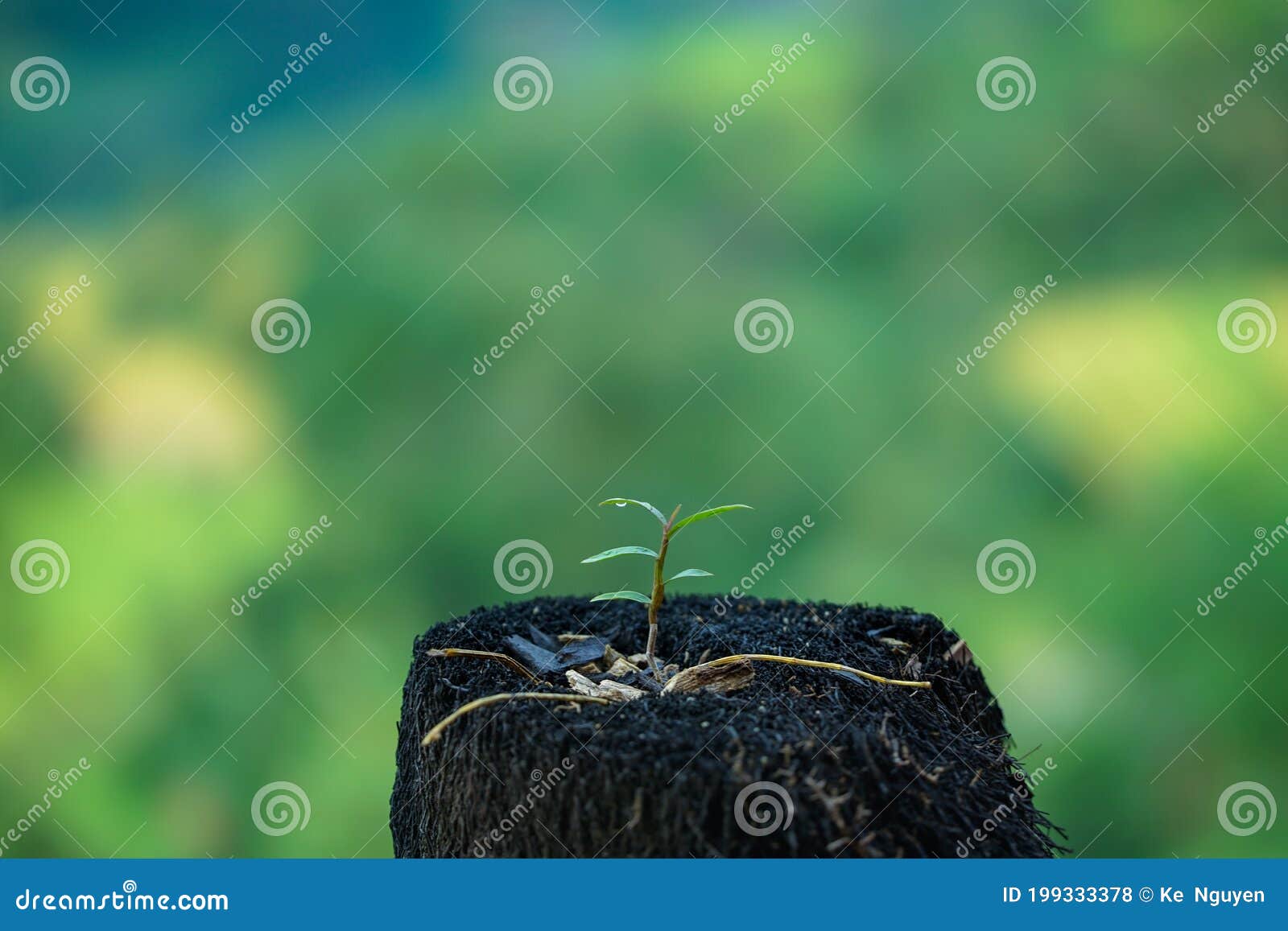 Conceptual Illustration. Big Tree with Small Roots and Little Tree with ...