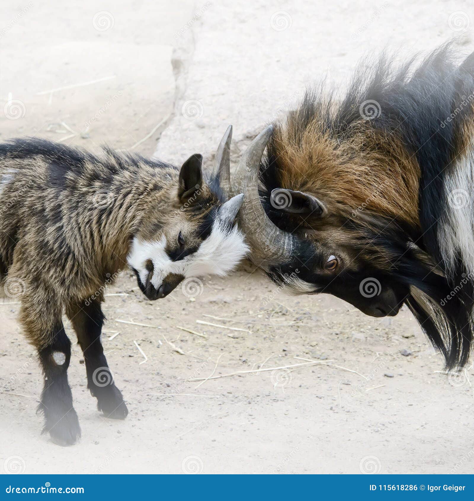Conceptual Image of the Confrontation, Two Young and Old Goats a Stock ...