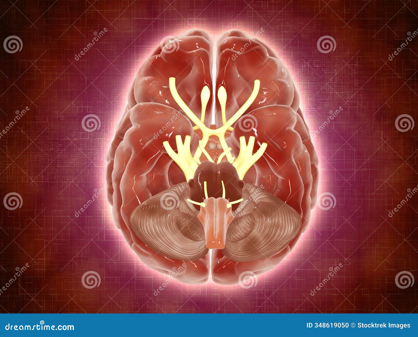 Conceptual Image of Cranial Nerves in Human Brain. Stock Illustration ...