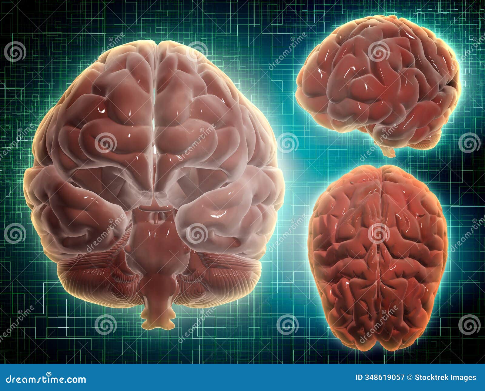 Conceptual Image of Human Brain at Different Angles. Stock Illustration ...
