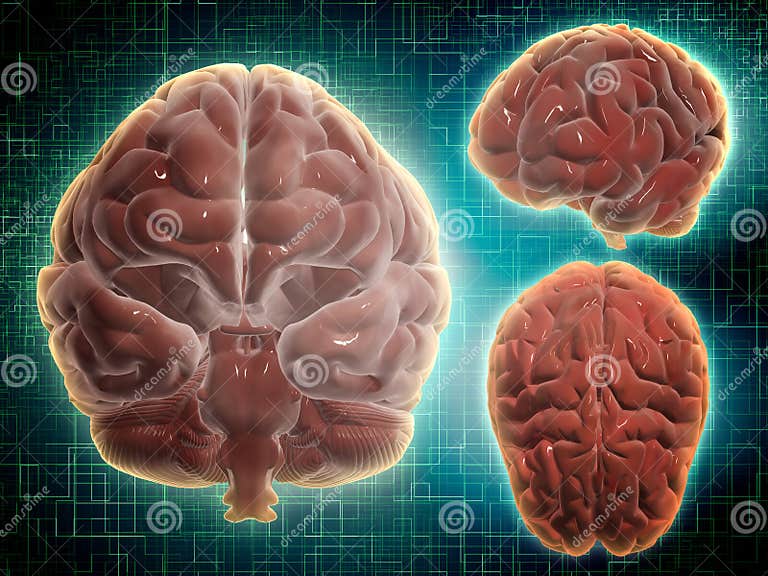 Conceptual Image of Human Brain at Different Angles. Stock Illustration ...