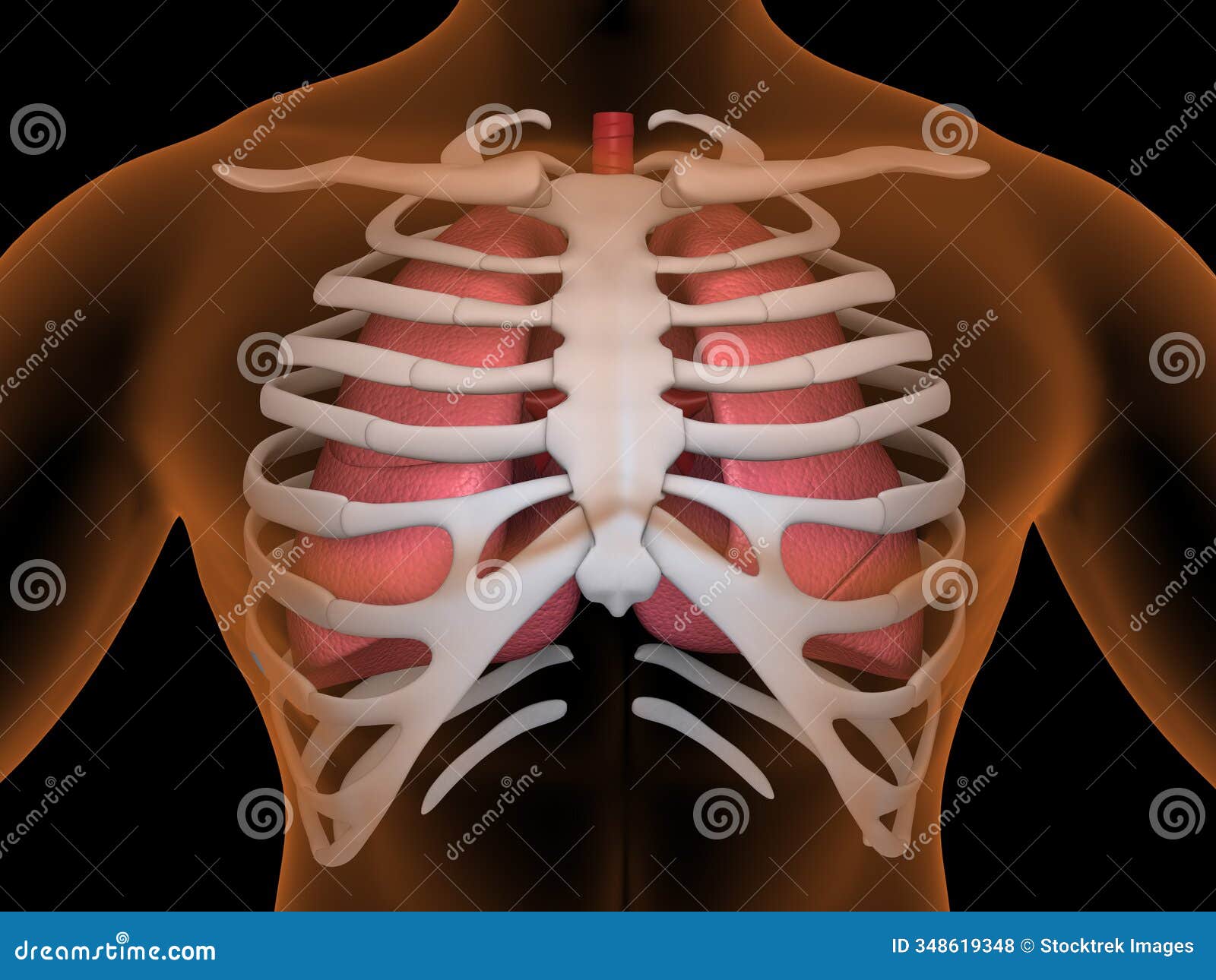 Conceptual Image of Human Lungs and Rib Cage. Stock Illustration ...