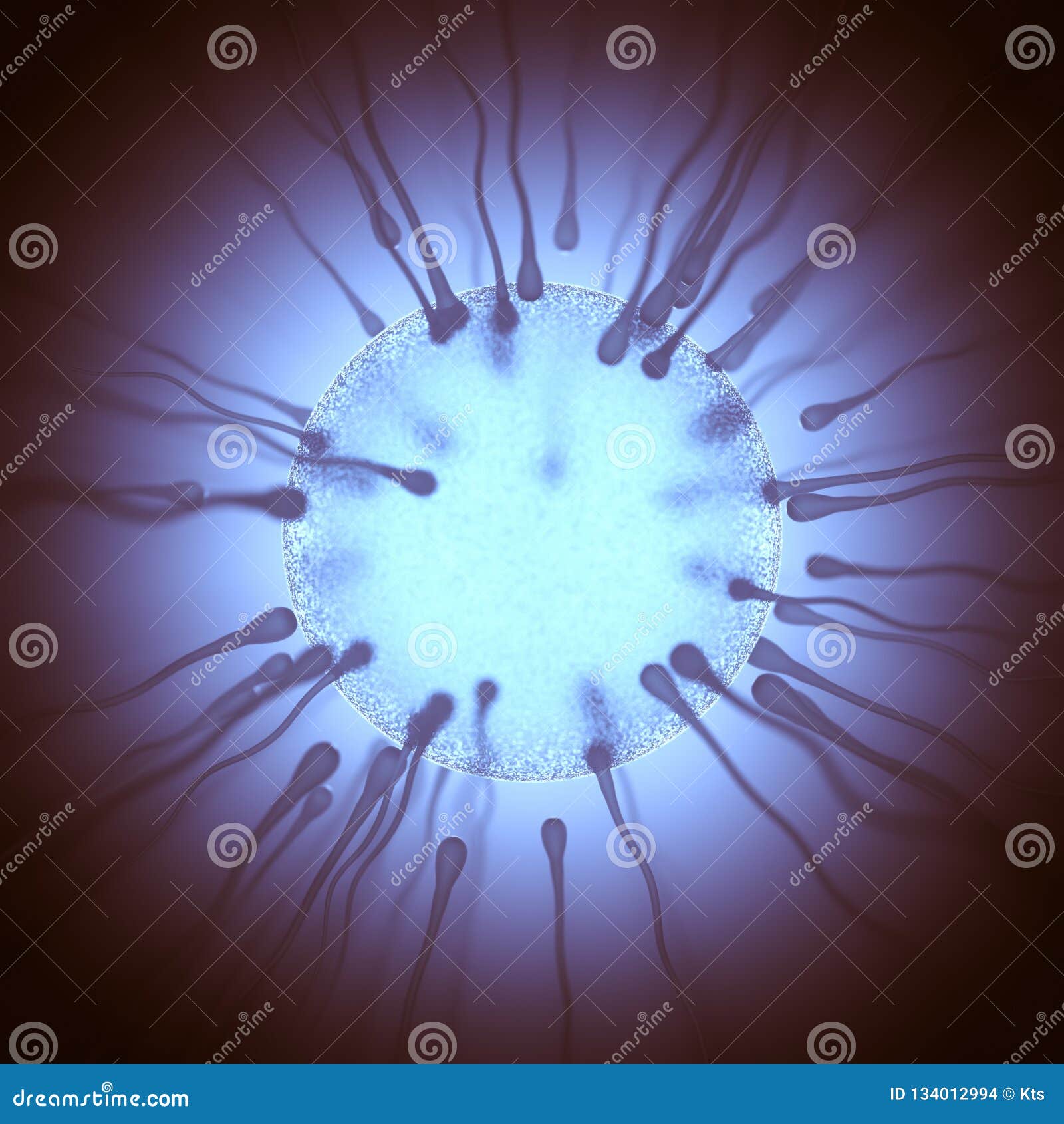 Sperm And Egg Cell Meet