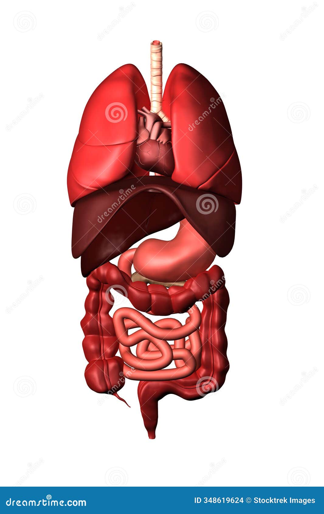 Conceptual Image of Internal Organs of the Respiratory and Digestive ...