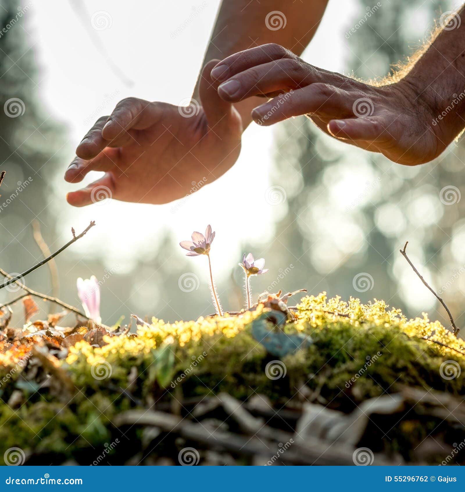 Conceptual Image of Male Hands Making a Protective Gesture Over Stock ...