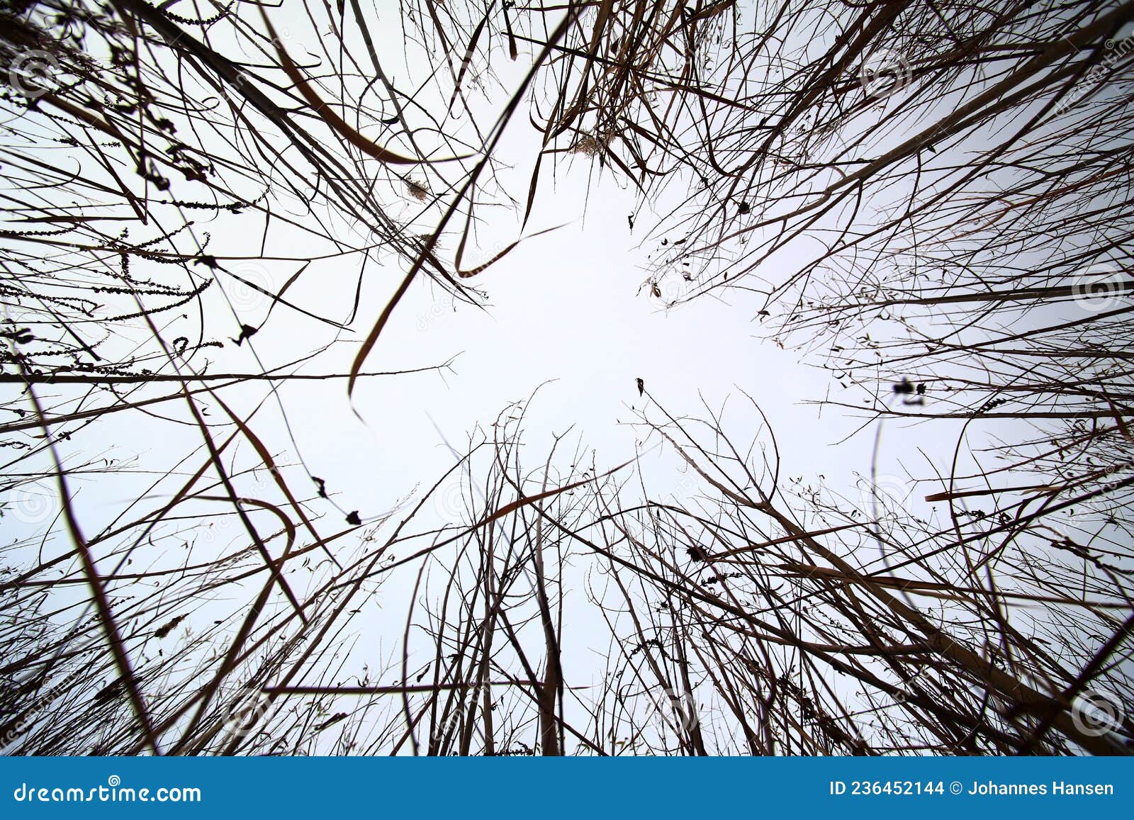 Conceptual Wide Angle Upward Shot in a Thicket Stock Photo - Image of ...