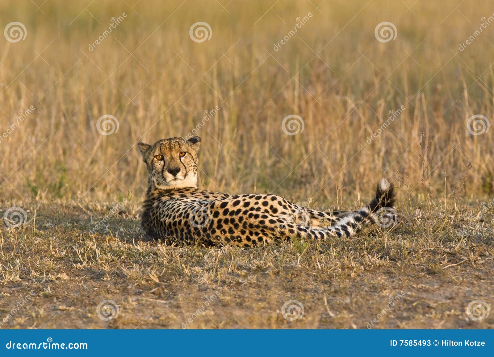 Concerned cheetah stock image. Image of gaze, focus, wild - 7585493