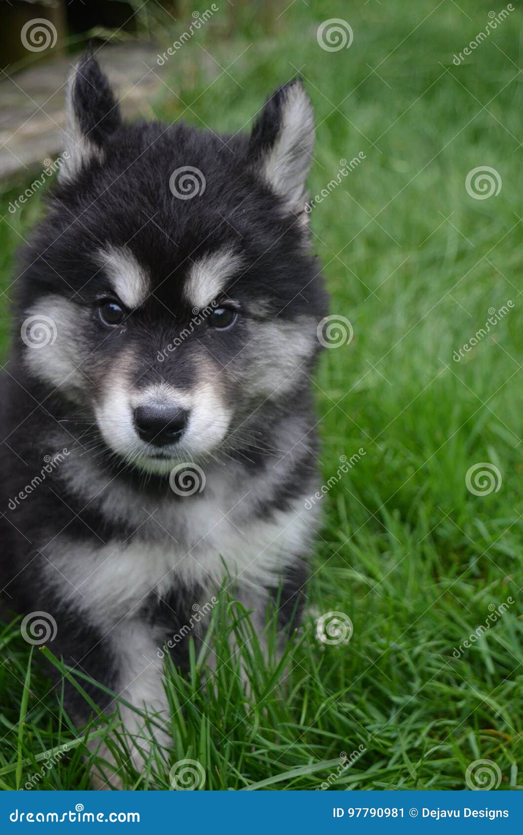 Concerned Look on the Face of an Alusky Pup Stock Image - Image of ...