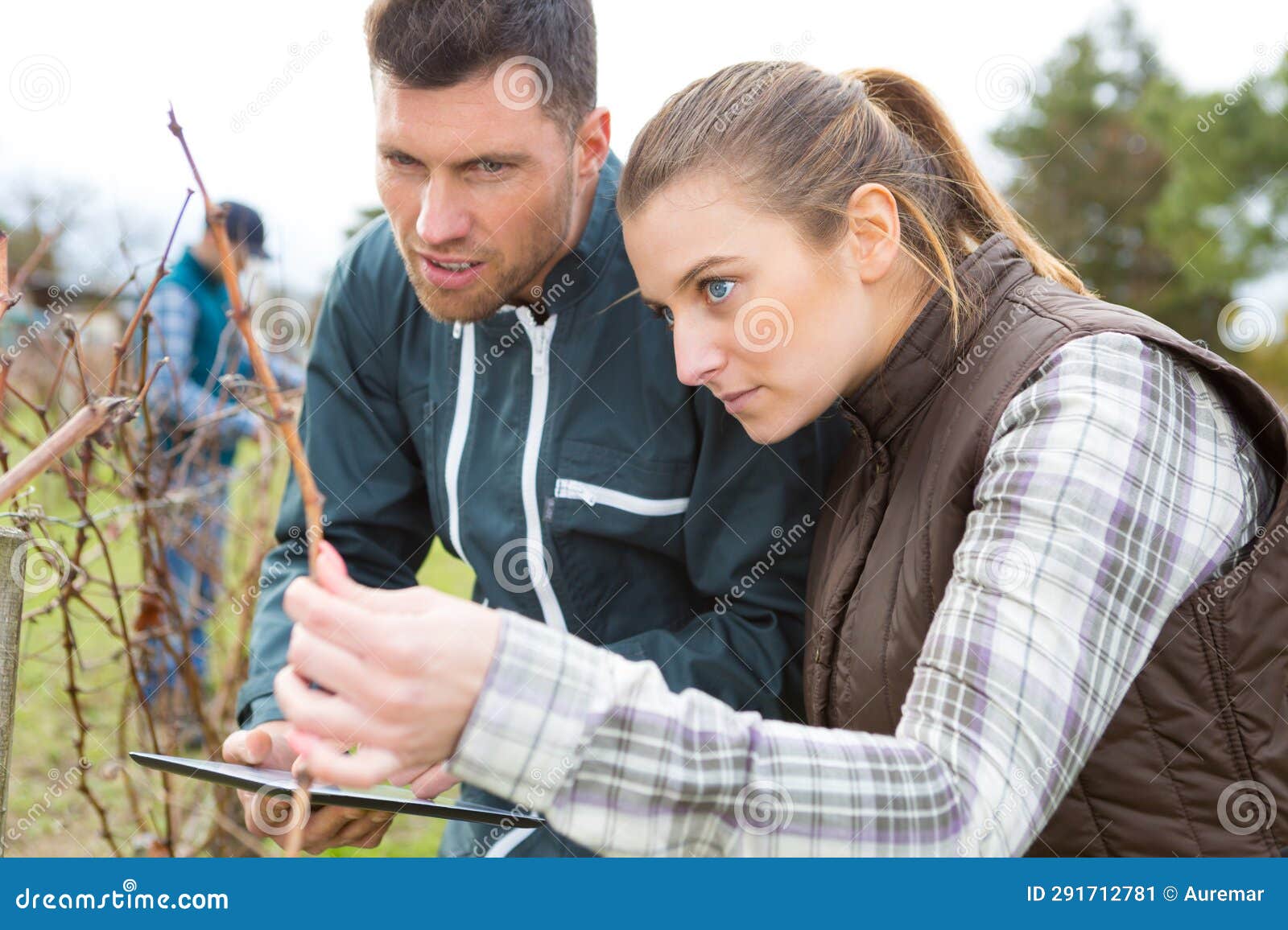 Concerned Workers with Tablet Inspecting Grapevine Stock Image - Image ...