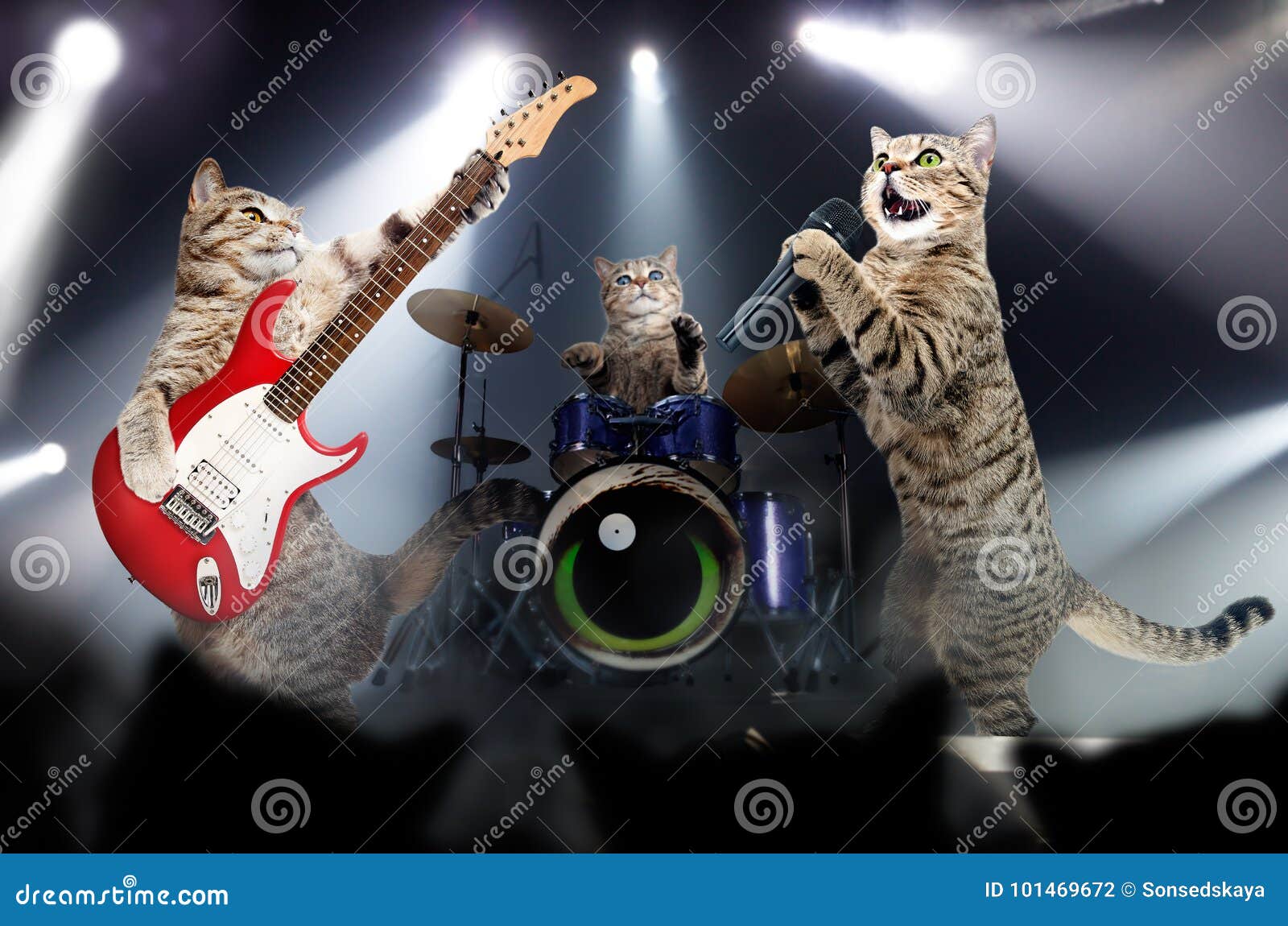 Concert of cats musicians stock photo. Image of cats - 101469672